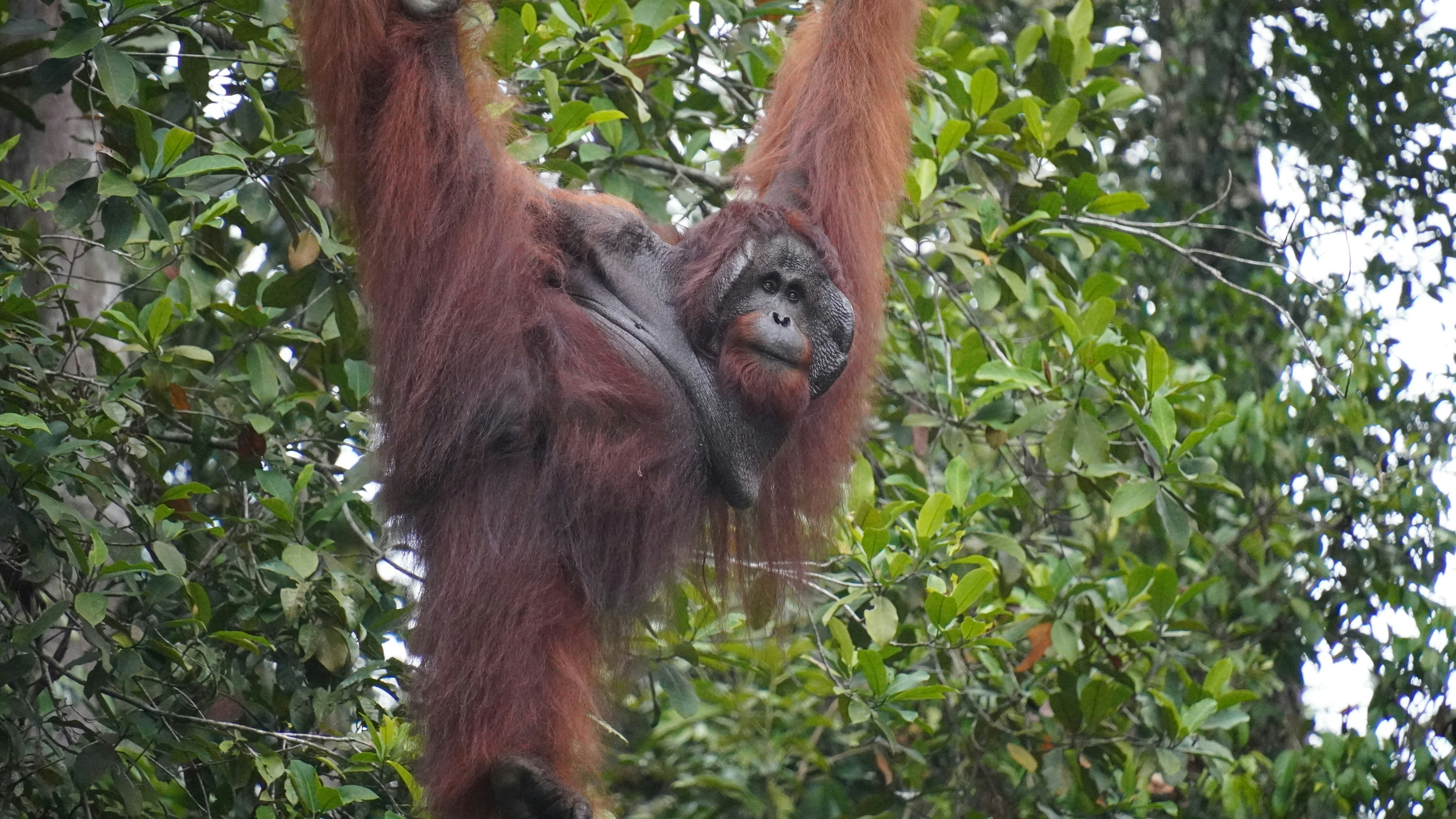 Suspended in Serenity: The Orangutan's Embrace of Nature