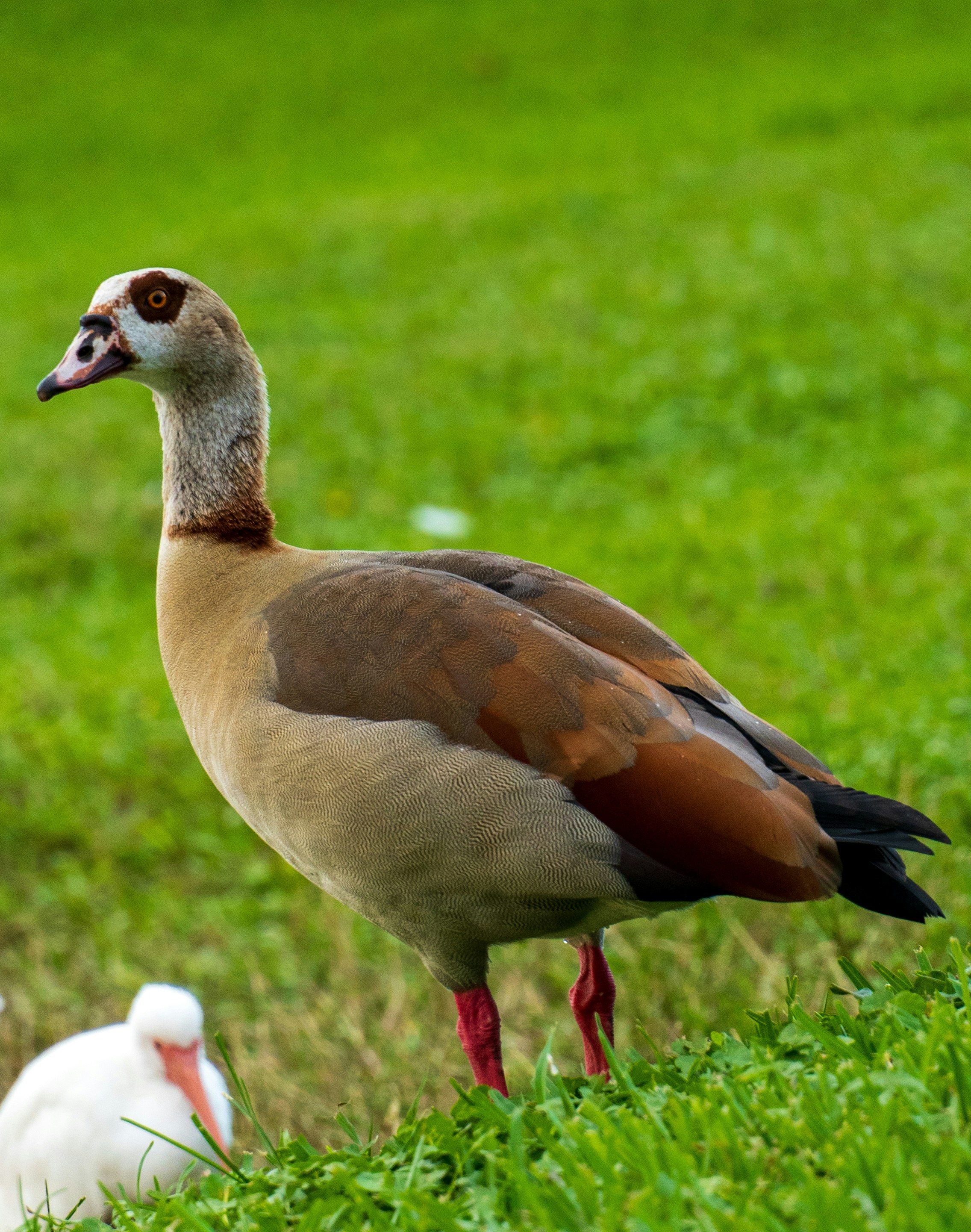 Egyptian goose stands prominently on a grassy verge, showcasing its unique plumage against a vibrant green backdrop.
