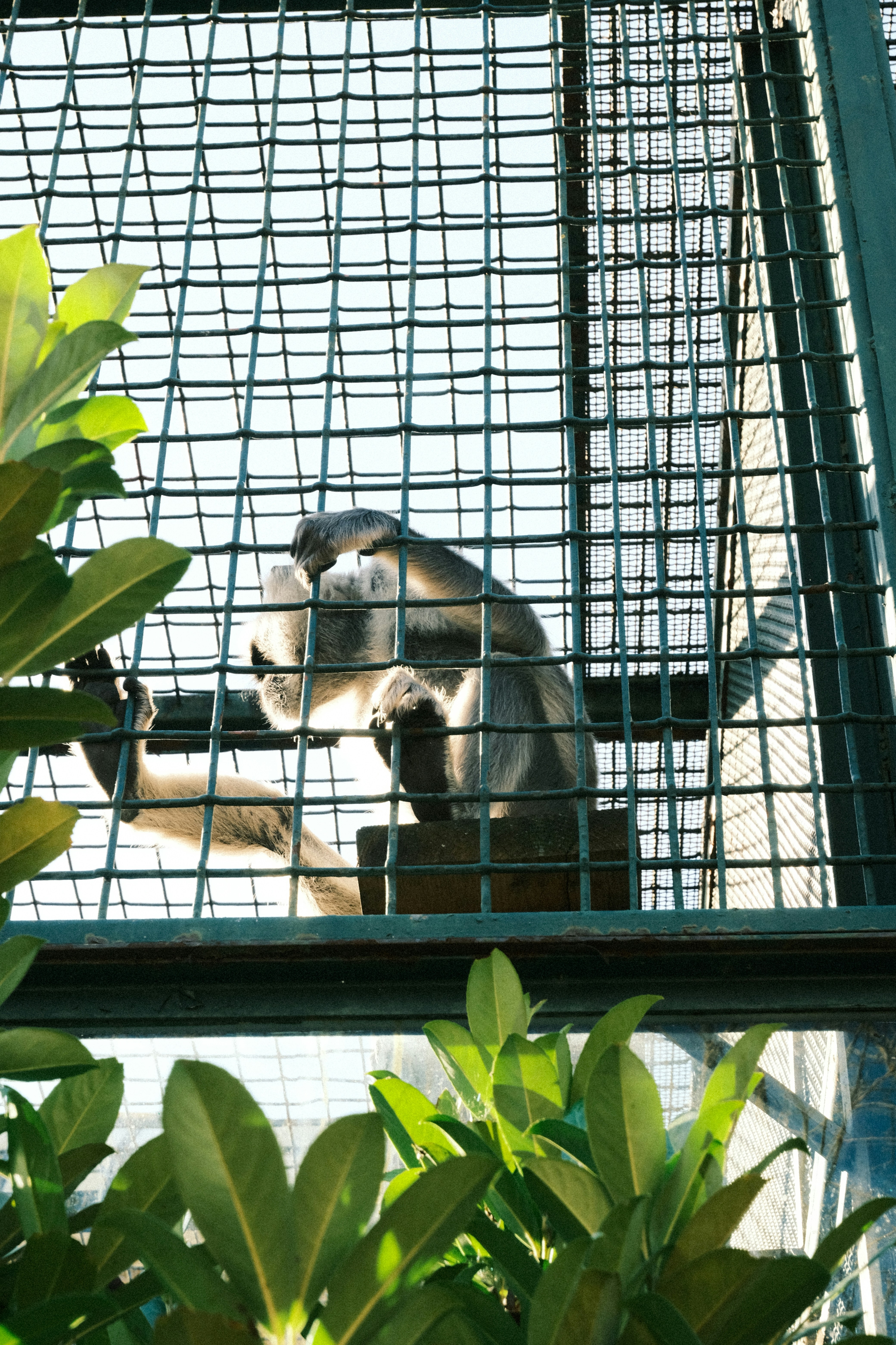 Two monkeys interacting inside a large cage.