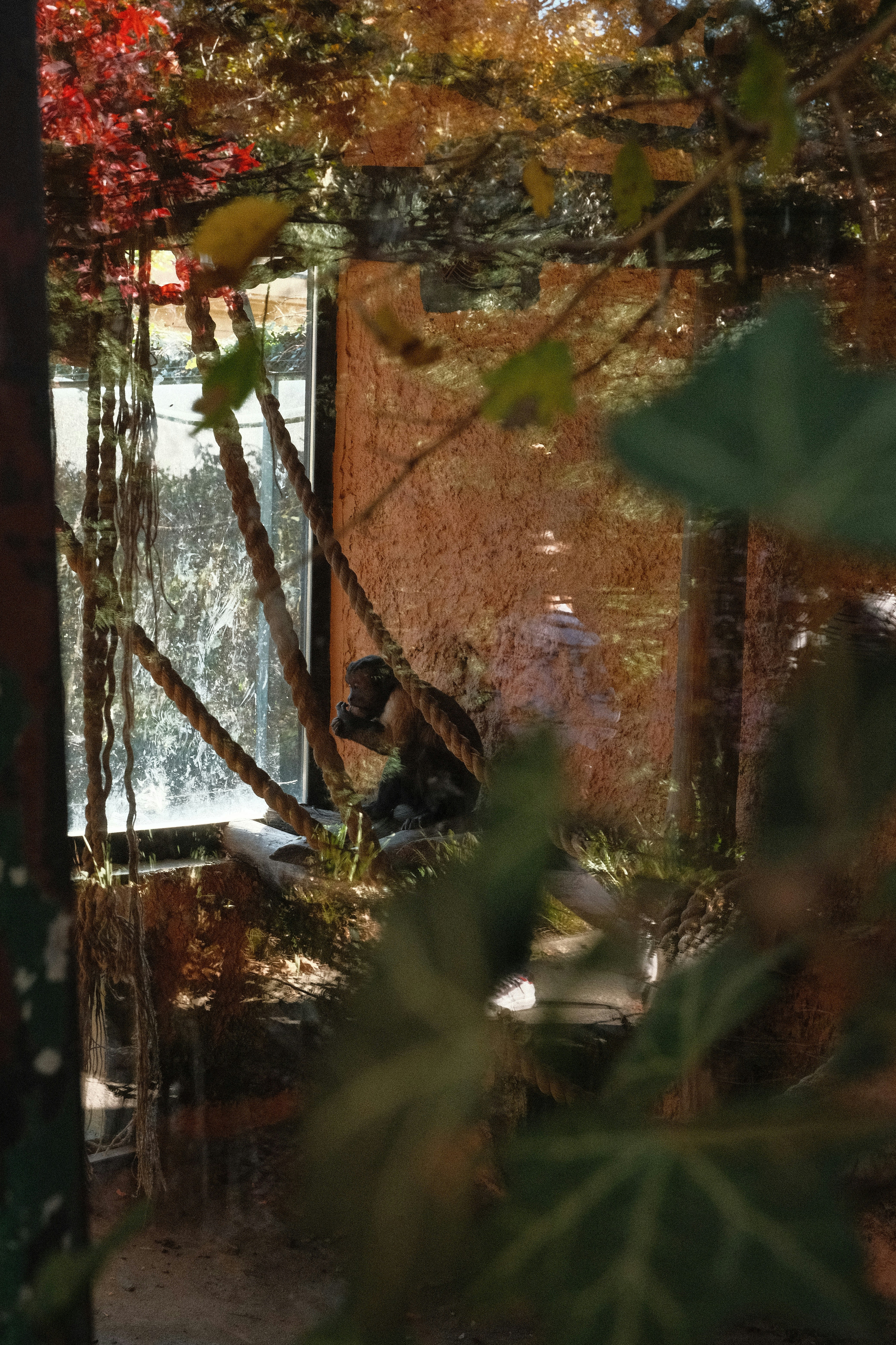 A monkey seated on a wooden ledge within a habitat, partially obscured by foliage and reflections. The environment hints at a naturalistic setting.