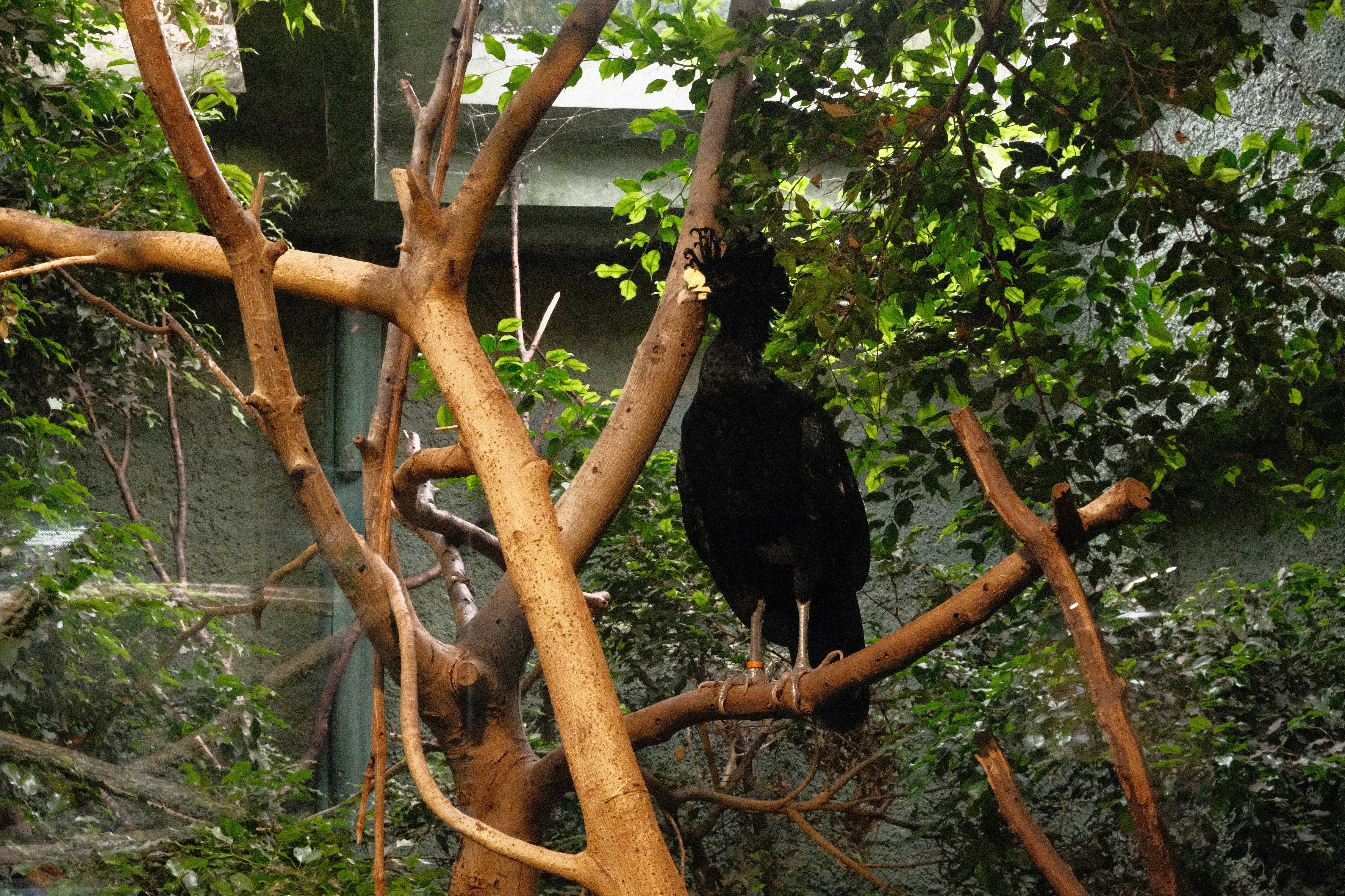A black bird perched on a tree branch.