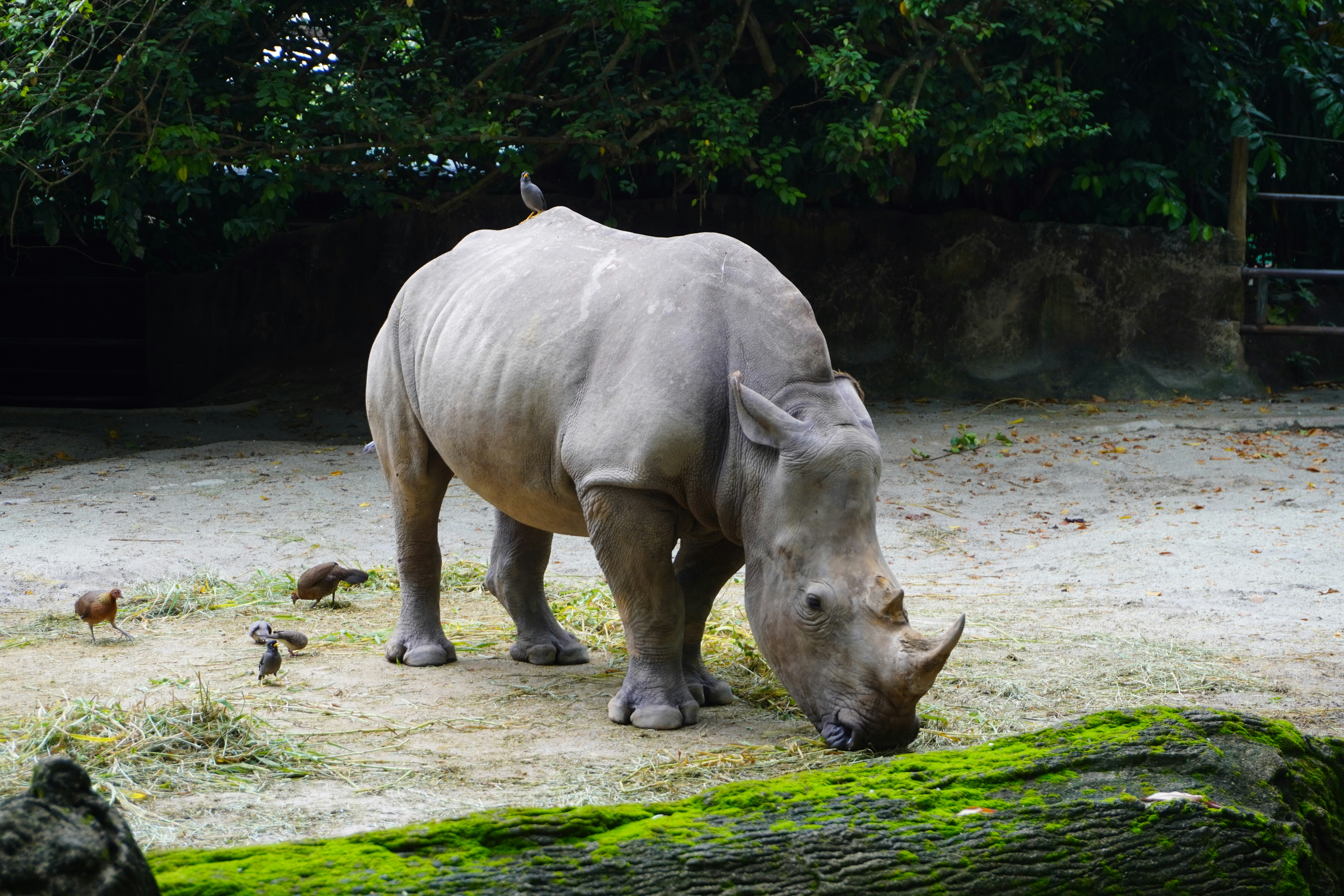 A rhinoceros grazes in a grassy enclosure with birds nearby.