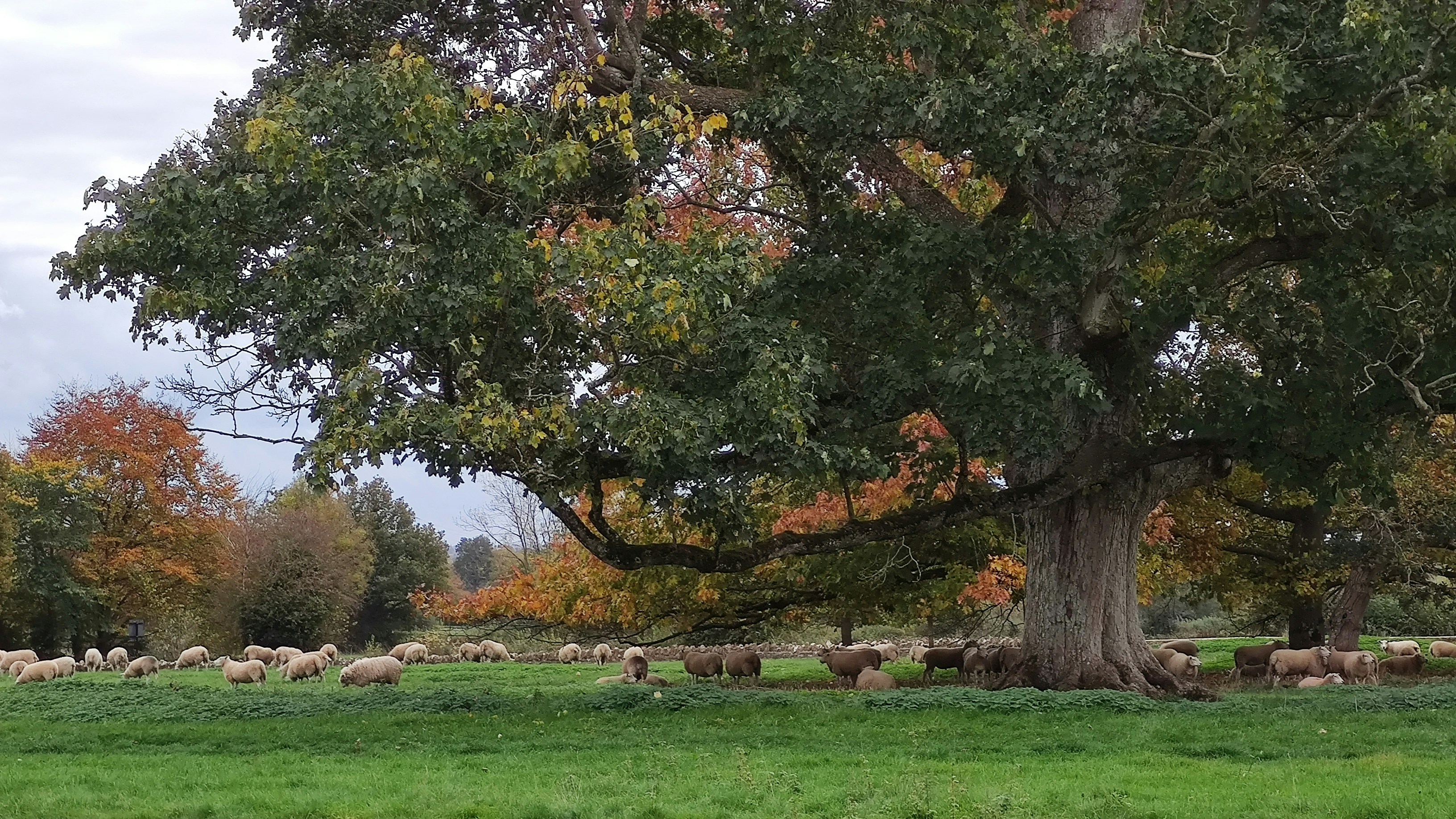 Lacock Abbey, England, UK ~ 17 October 2025 | Sheep grazing under a large oak tree in autumn