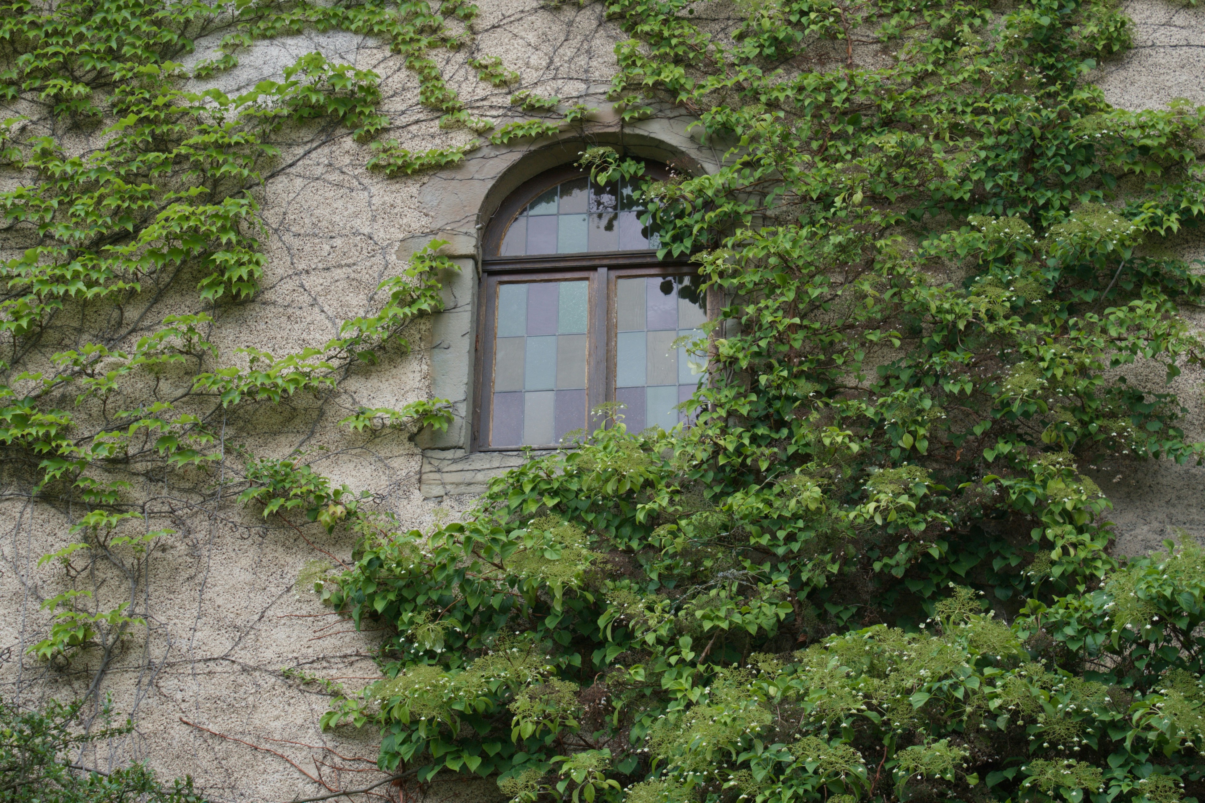 Nature's Embrace on Historic Walls