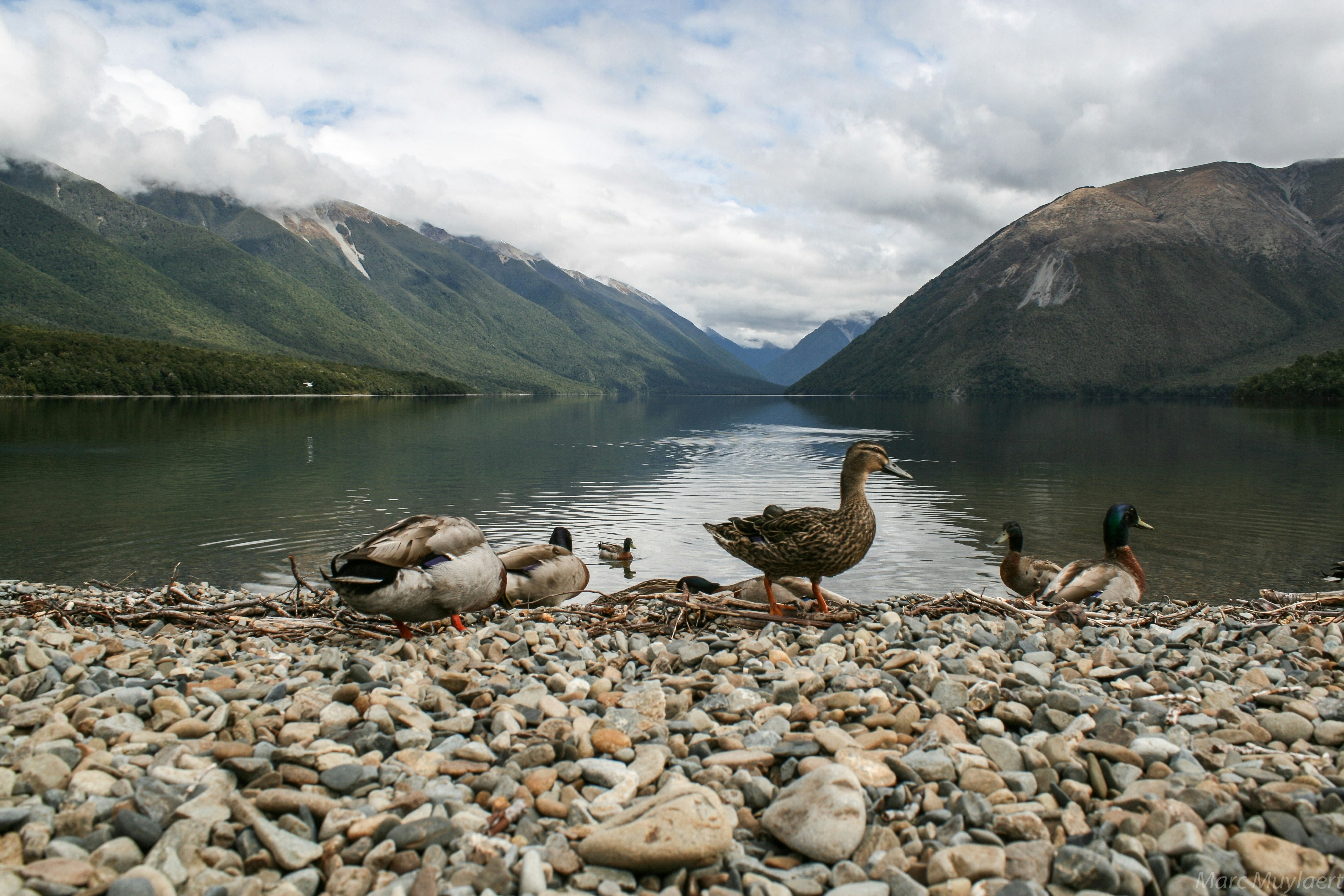 Pebble Margin Serenade: Ducks at an Alpine Lake Between Snowy Peaks