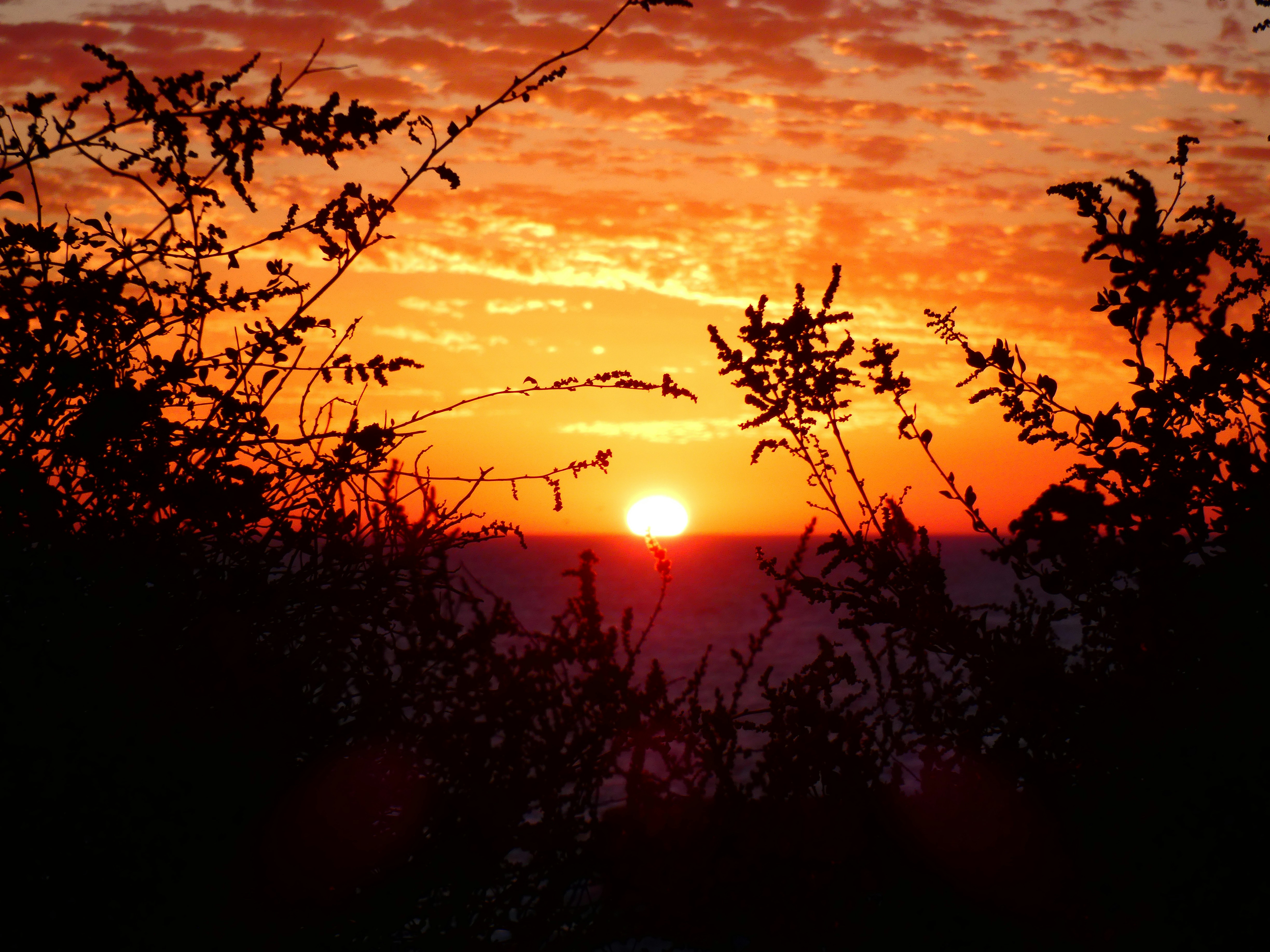 Vibrant sunset seen through silhouetted foliage.