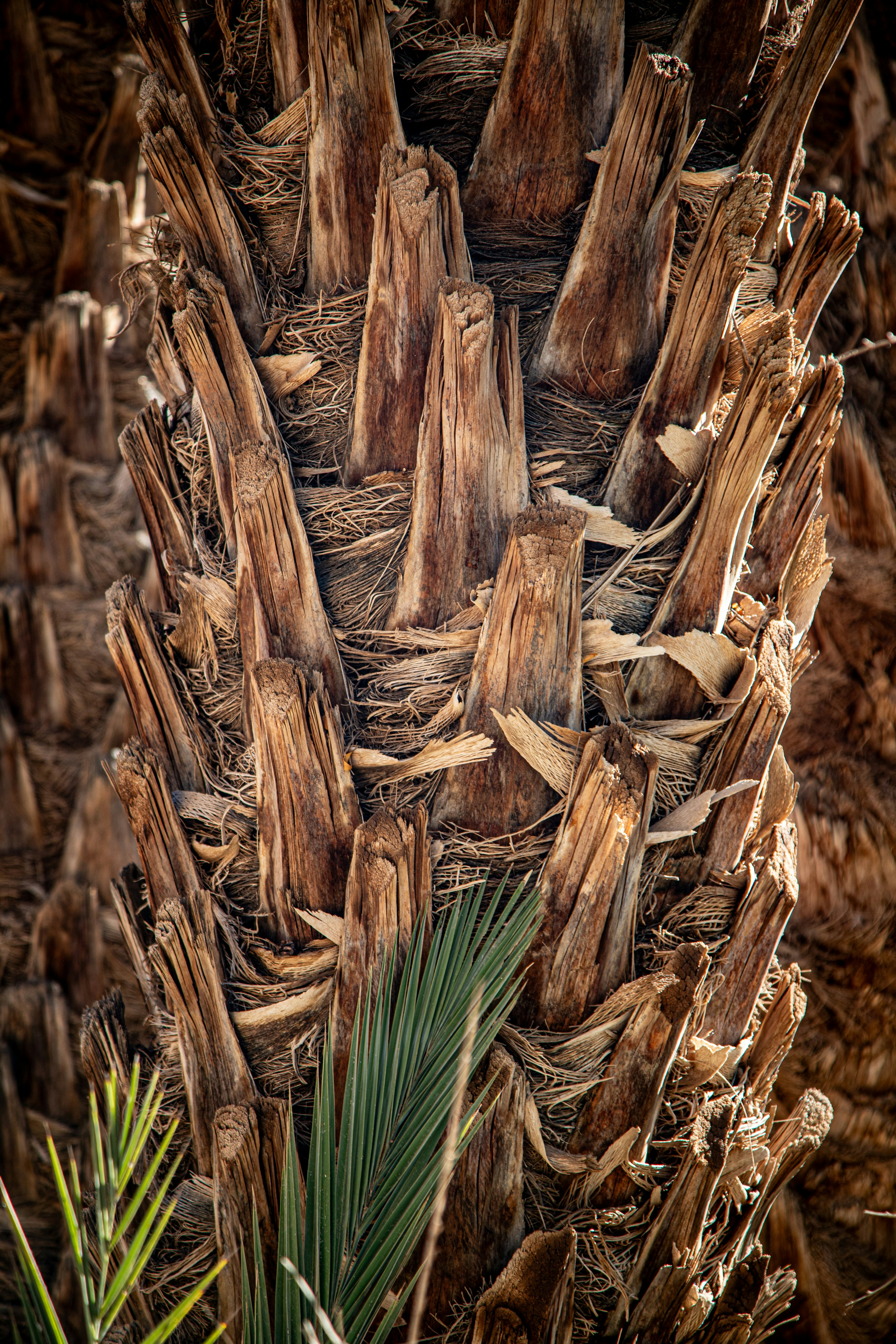 Nature's Textured Tapestry