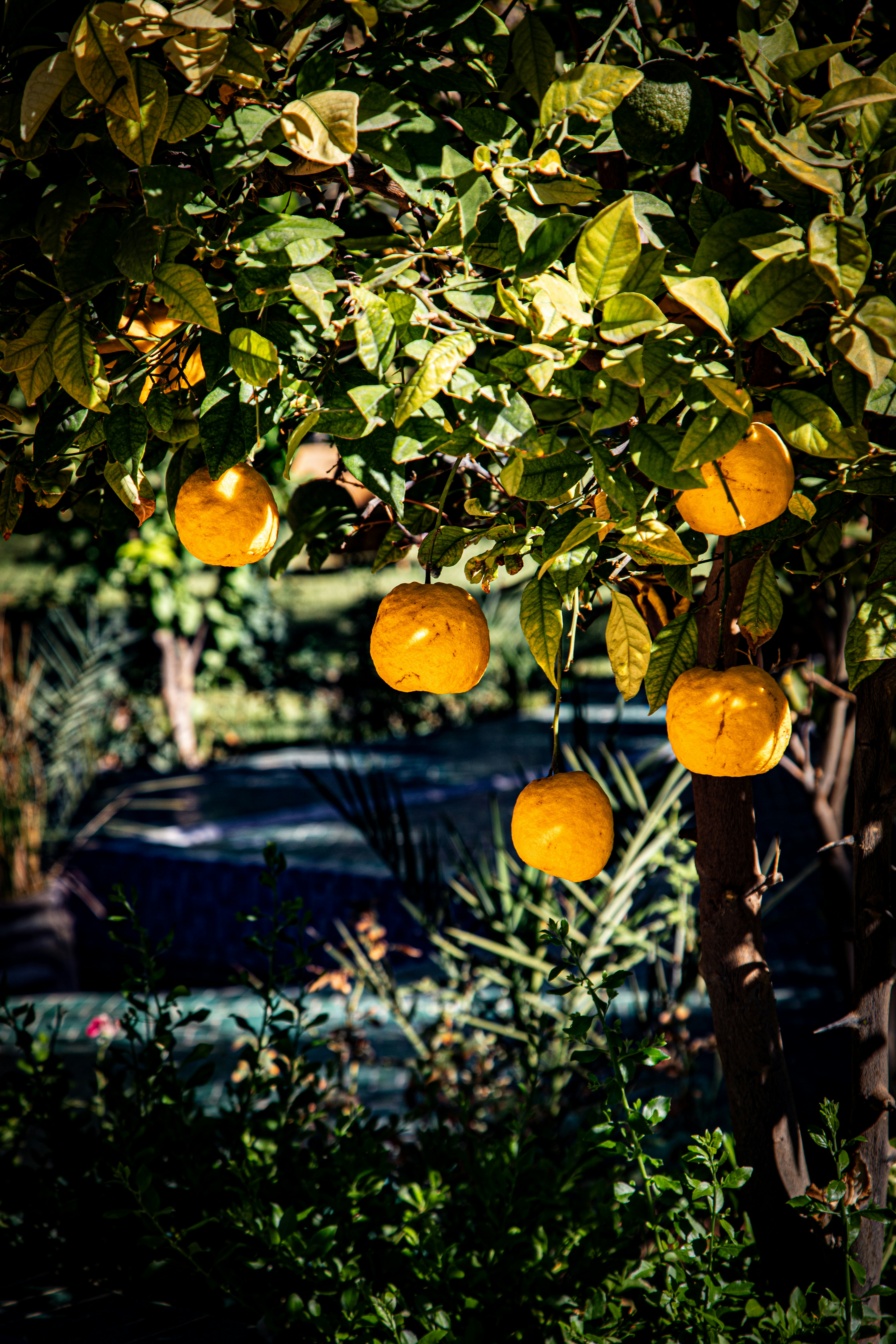 Golden Harvest: Nature's Citrus Gems
