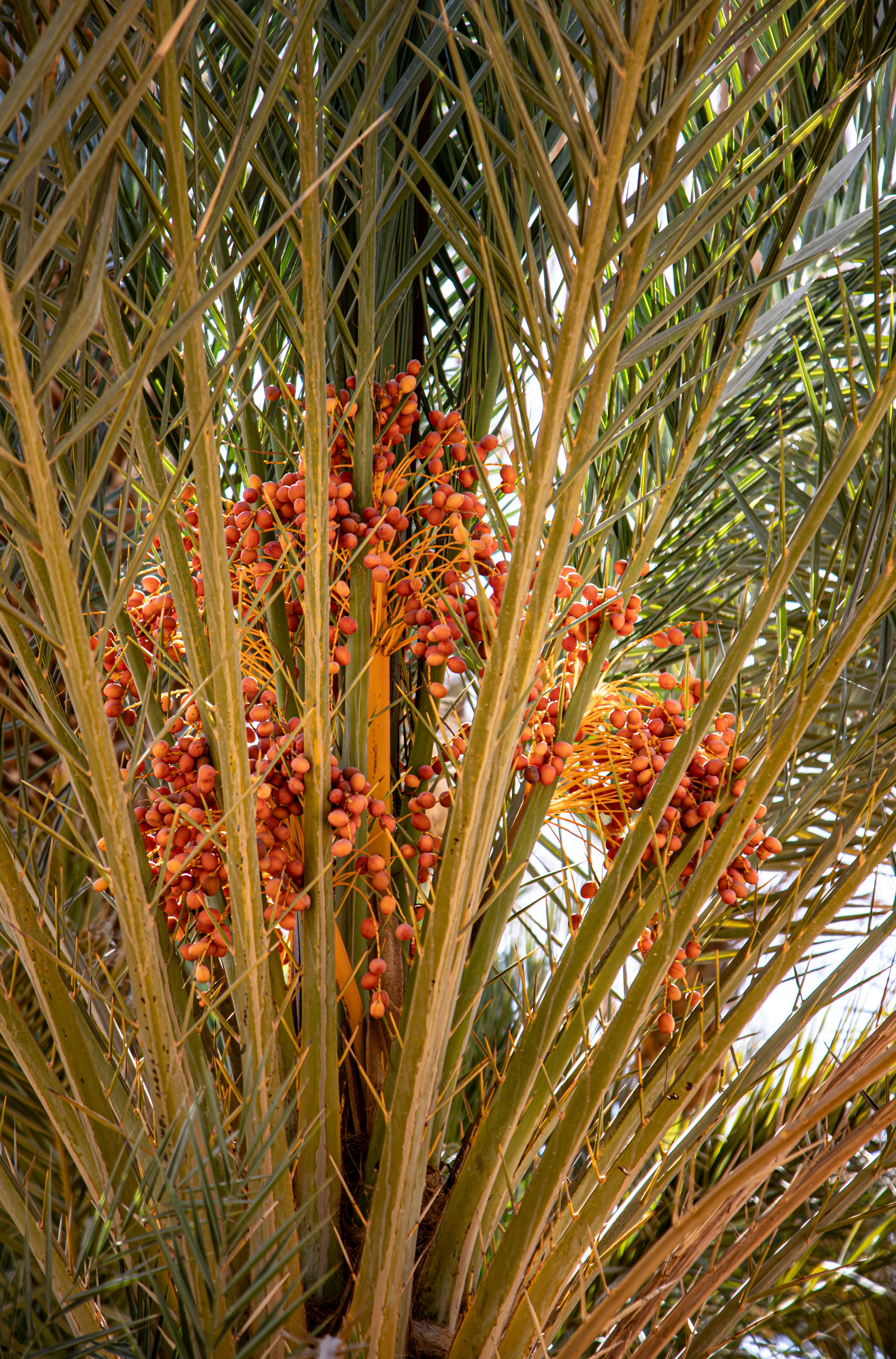 Crimson Date Clusters Hidden in a Sunlit Palm Canopy