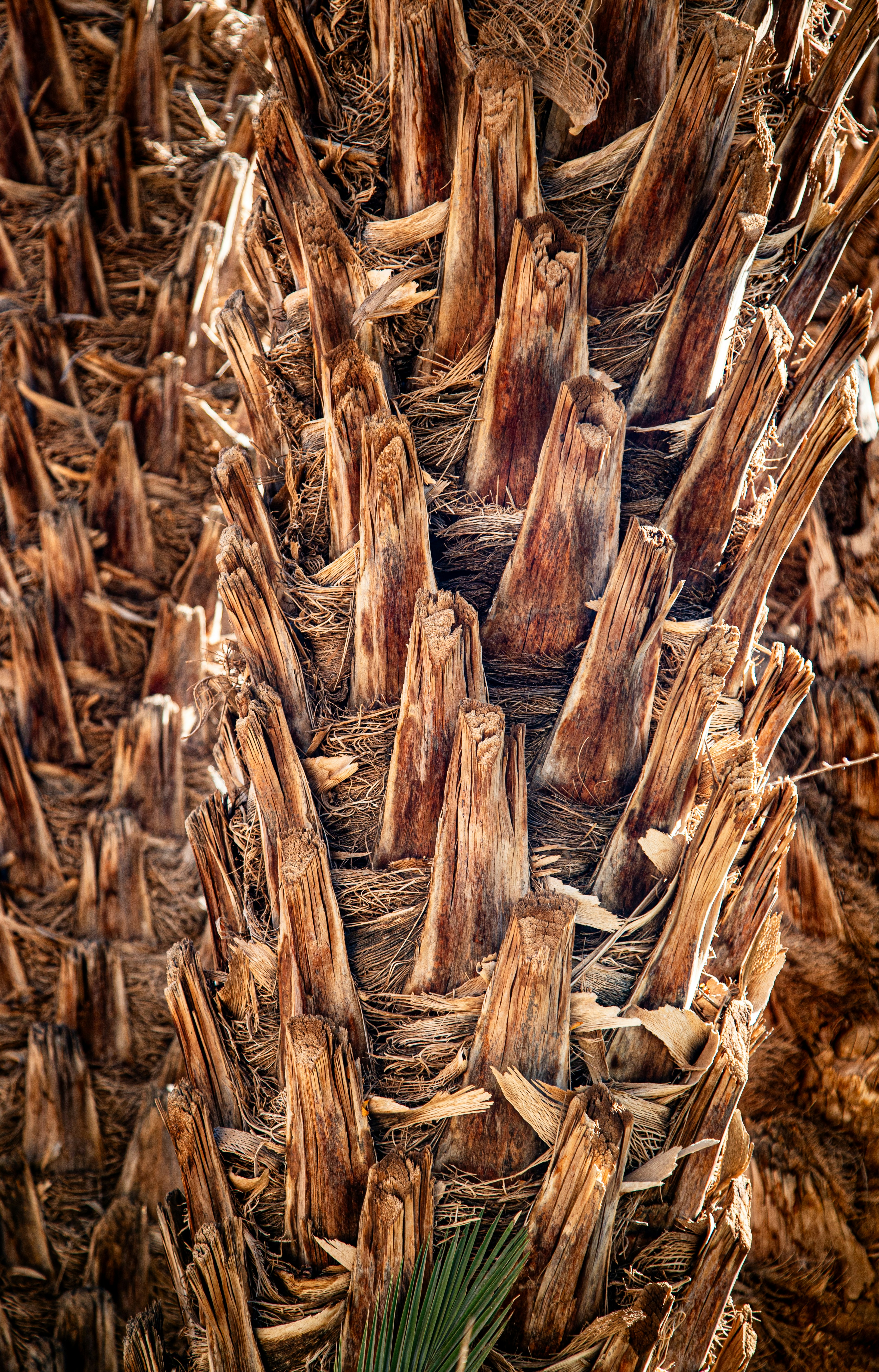 Nature's Textured Tapestry: The Palm's Inner Workings