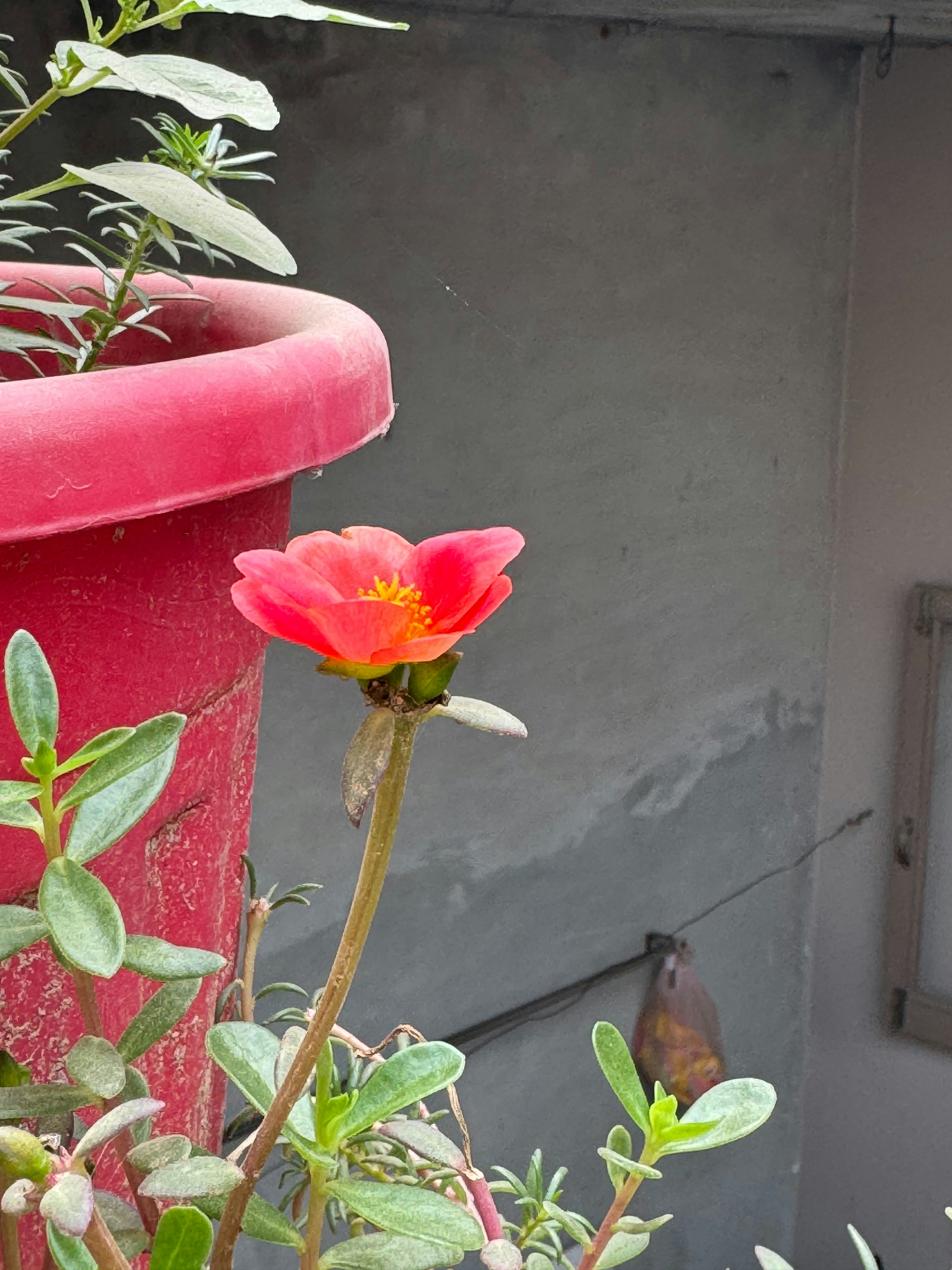 Blossom Amidst Concrete
