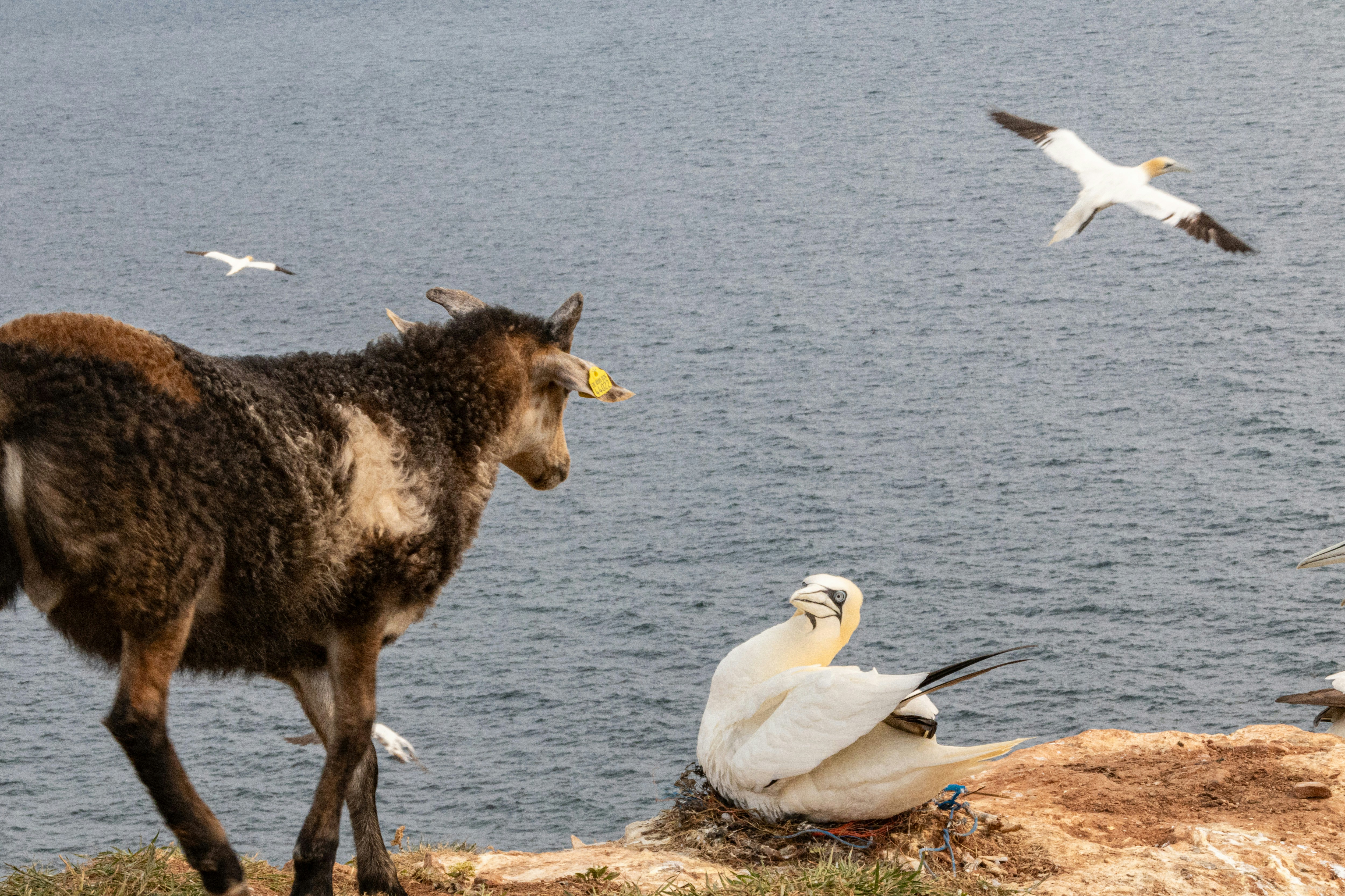 Cliffside Watch: tagged pony among circling gulls over a quiet inlet