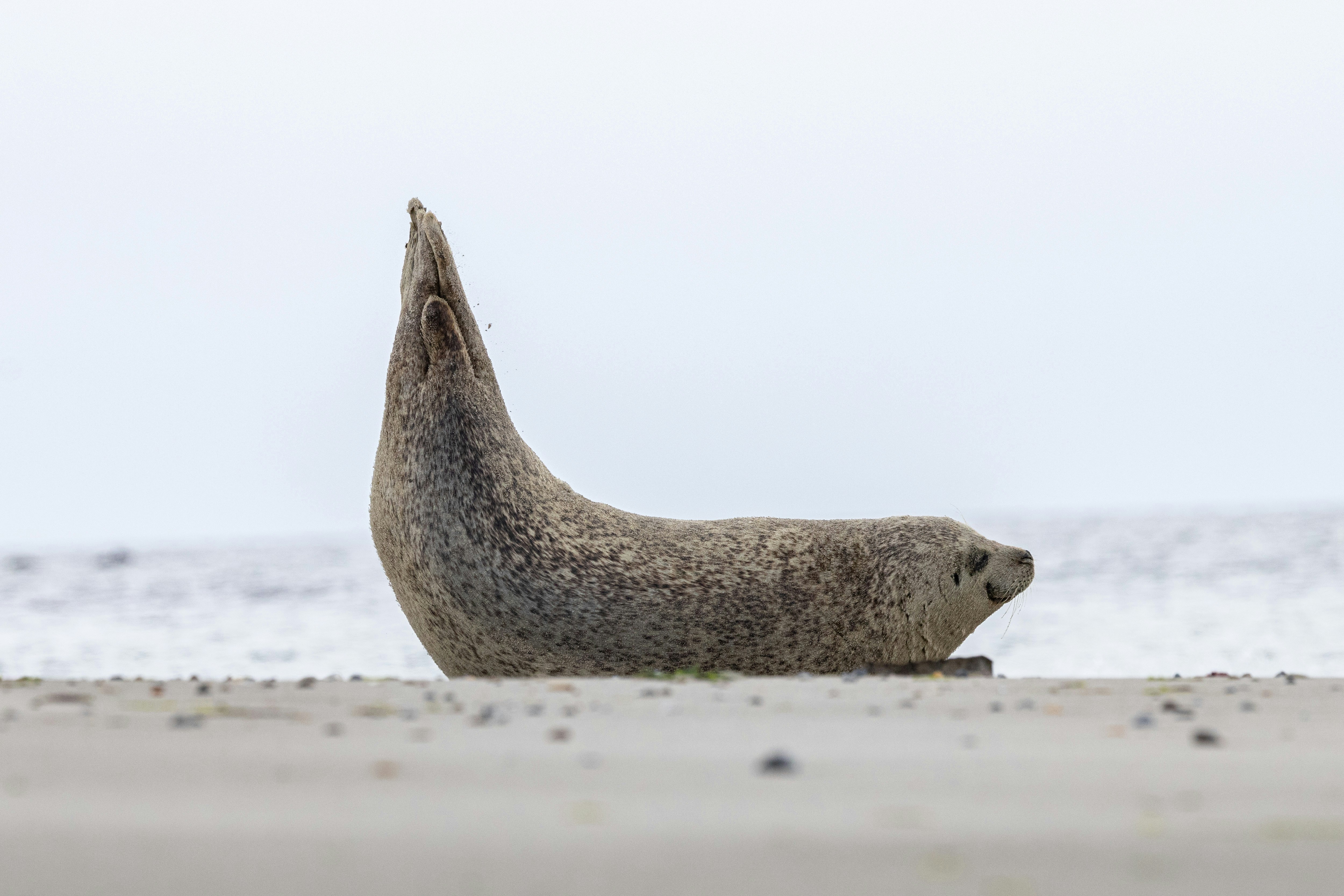 Seal on a sandy beach with head raised