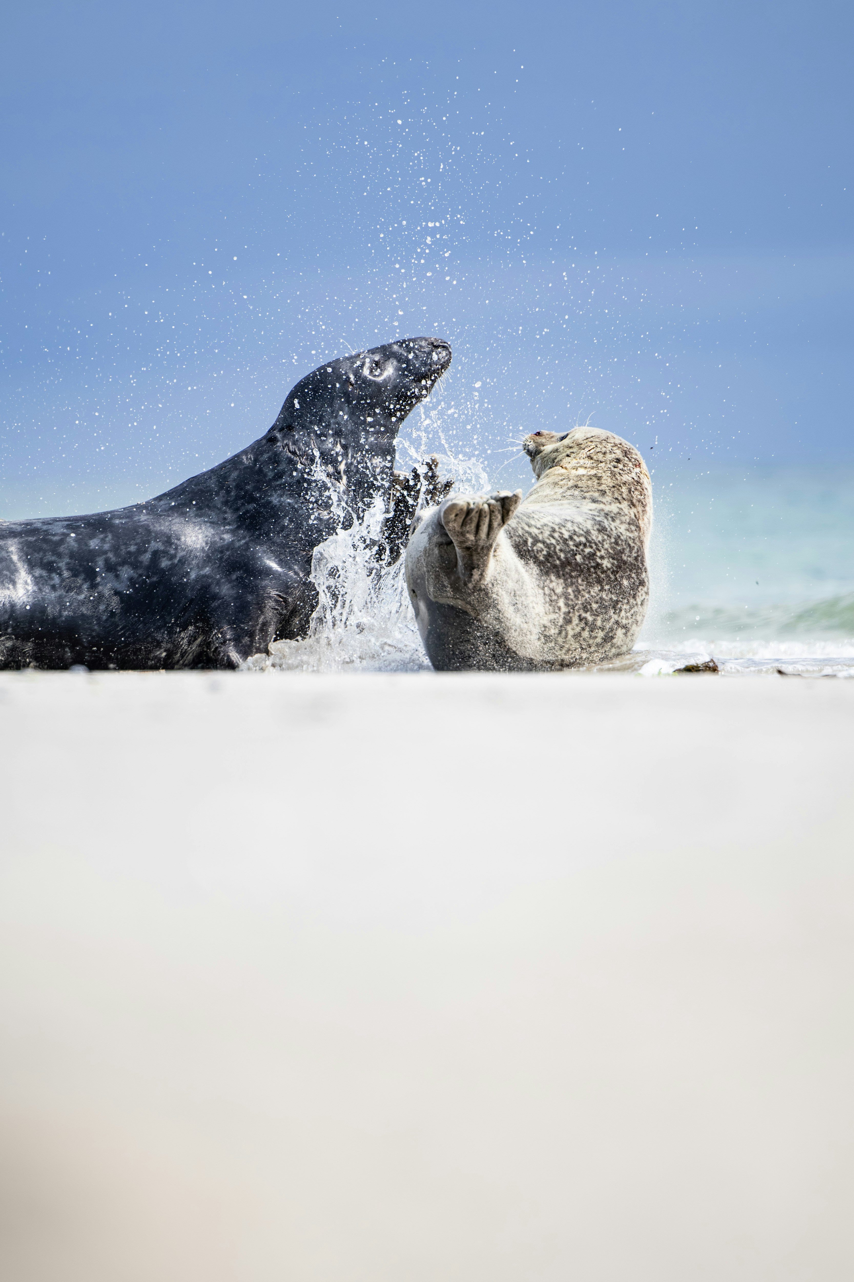 Splash Exchange on Sunlit Sand: A Playful Seal Face-Off