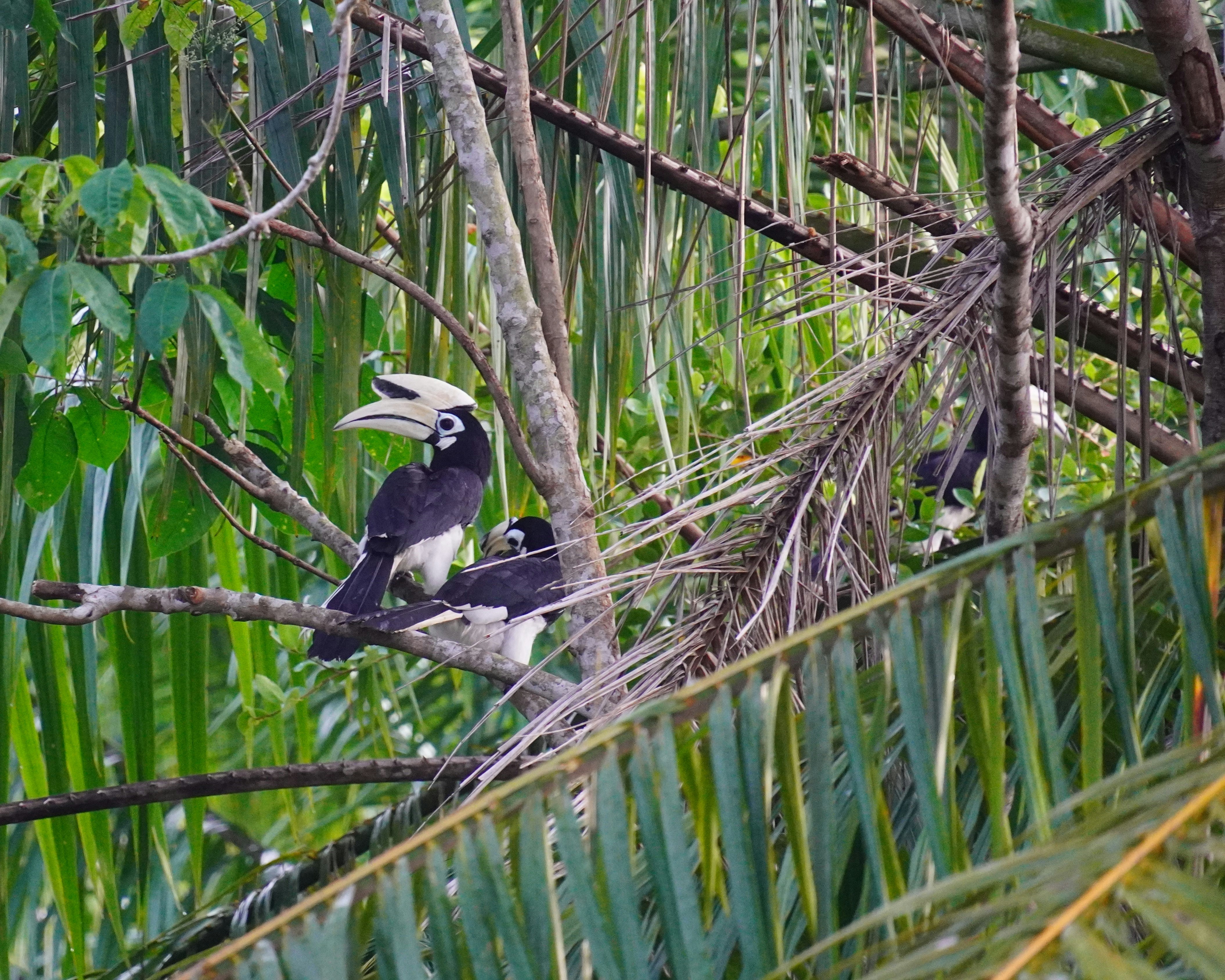 A pair of Oriental Pied Hornbills (Anthracoceros albirostris) perched among dense tropical foliage in Sebangau, Central Kalimantan. These large birds, recognized by their striking black-and-white plumage and prominent casque, play a vital role in forest regeneration through seed dispersal. Their presence signifies a healthy and biodiverse peat swamp forest ecosystem.