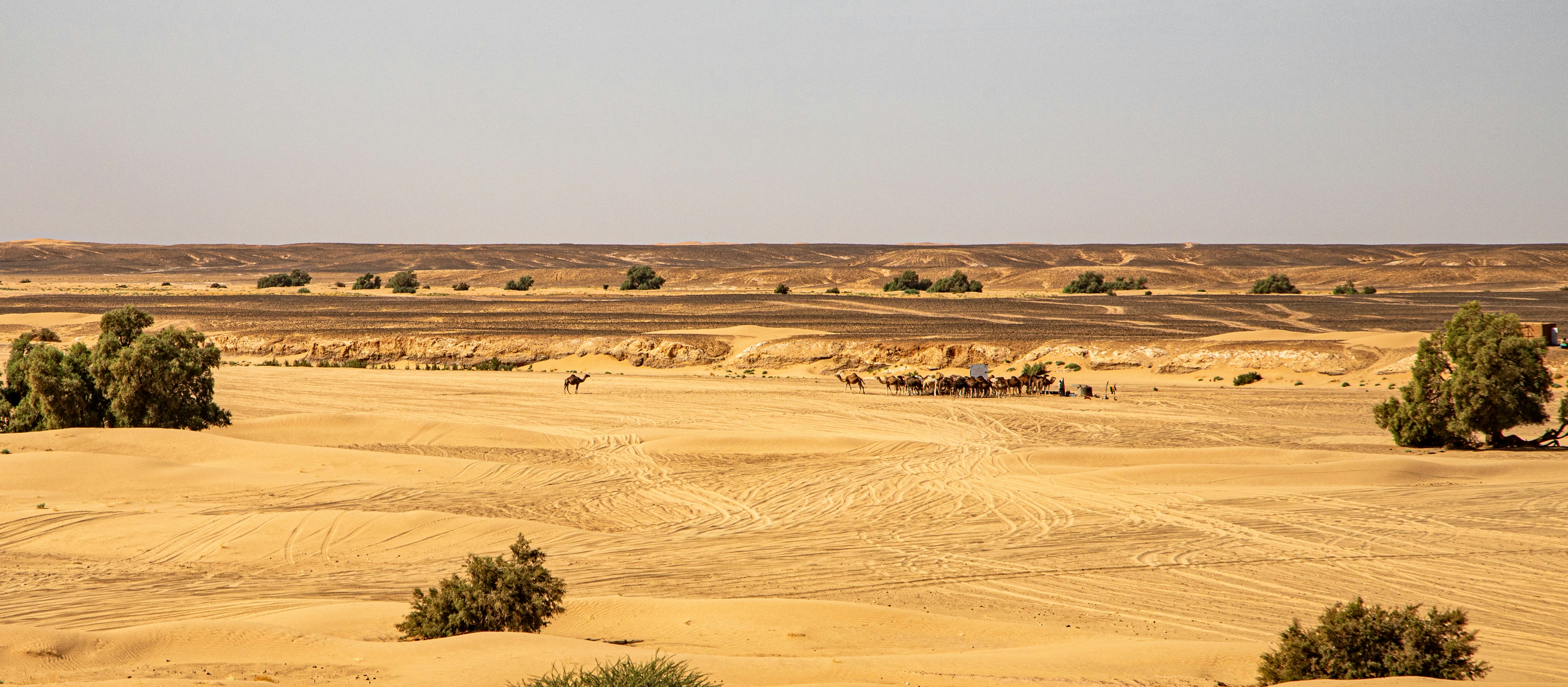 Desert Horizons: Subtle Dunes and Scattered Scrubs under a Clear Sky
