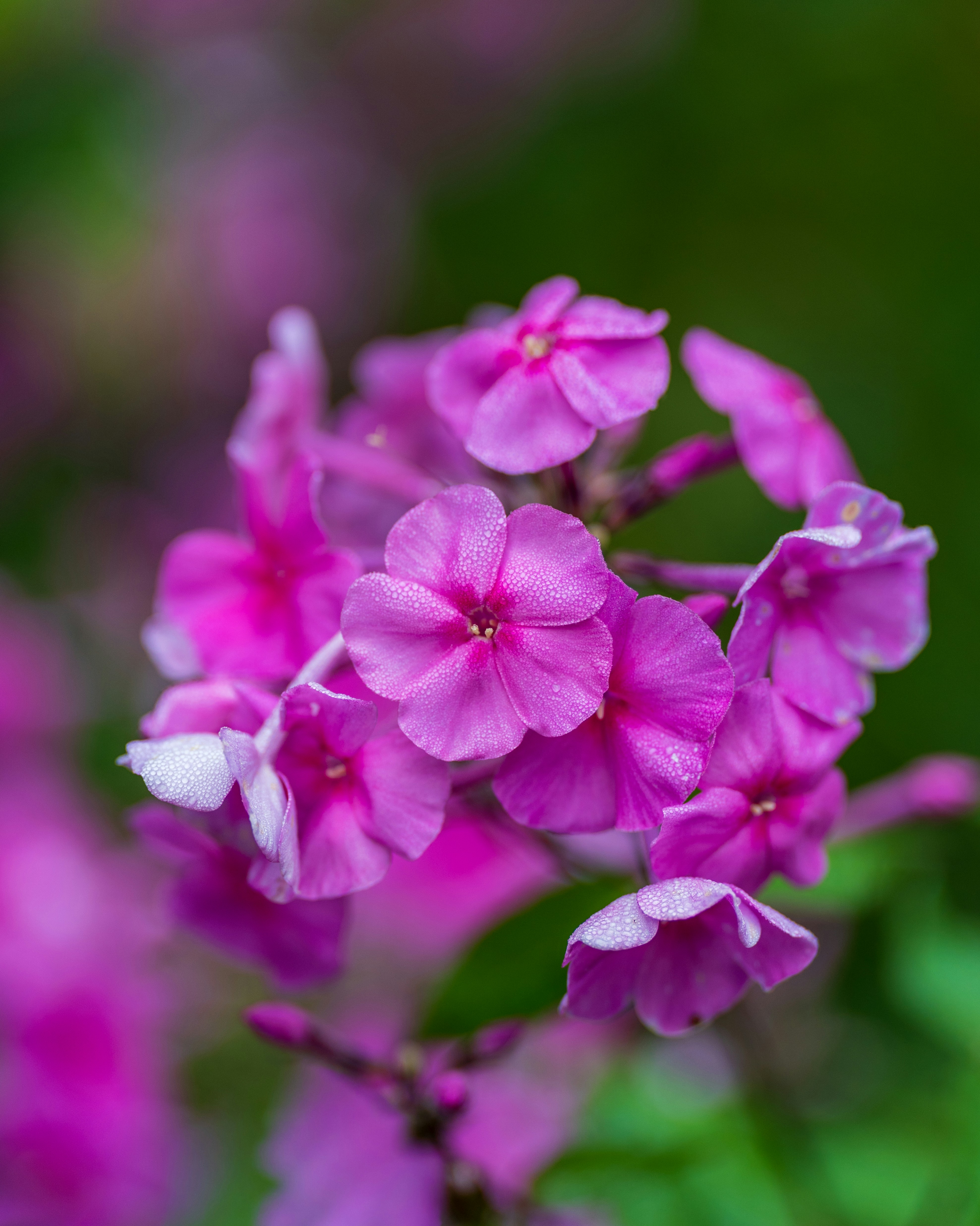 Cluster of vibrant pink phlox flowers blooming