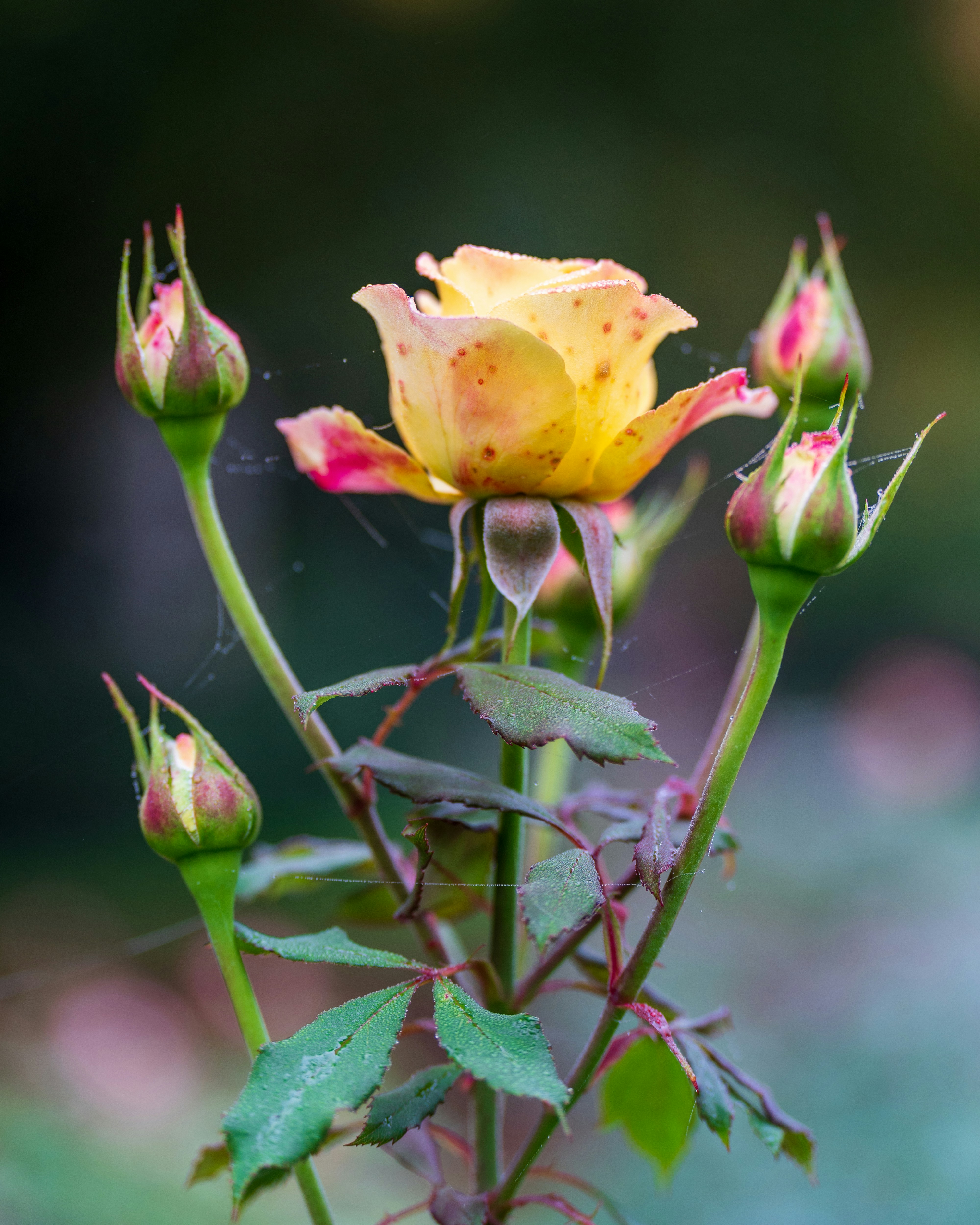 Sunlit Yellow Rose: A Macro Portrait Among Velvet Buds