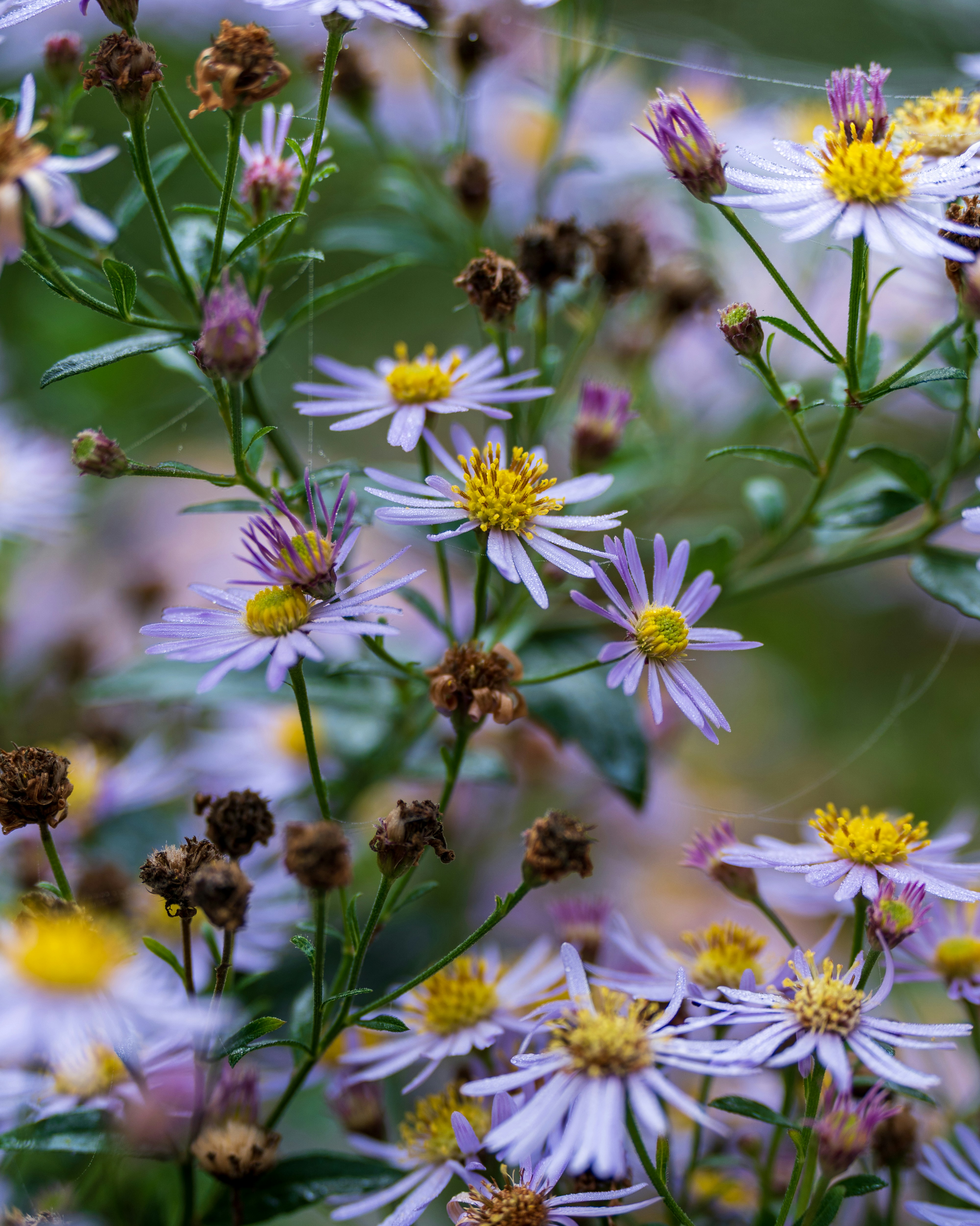 Whispers of Wildflowers