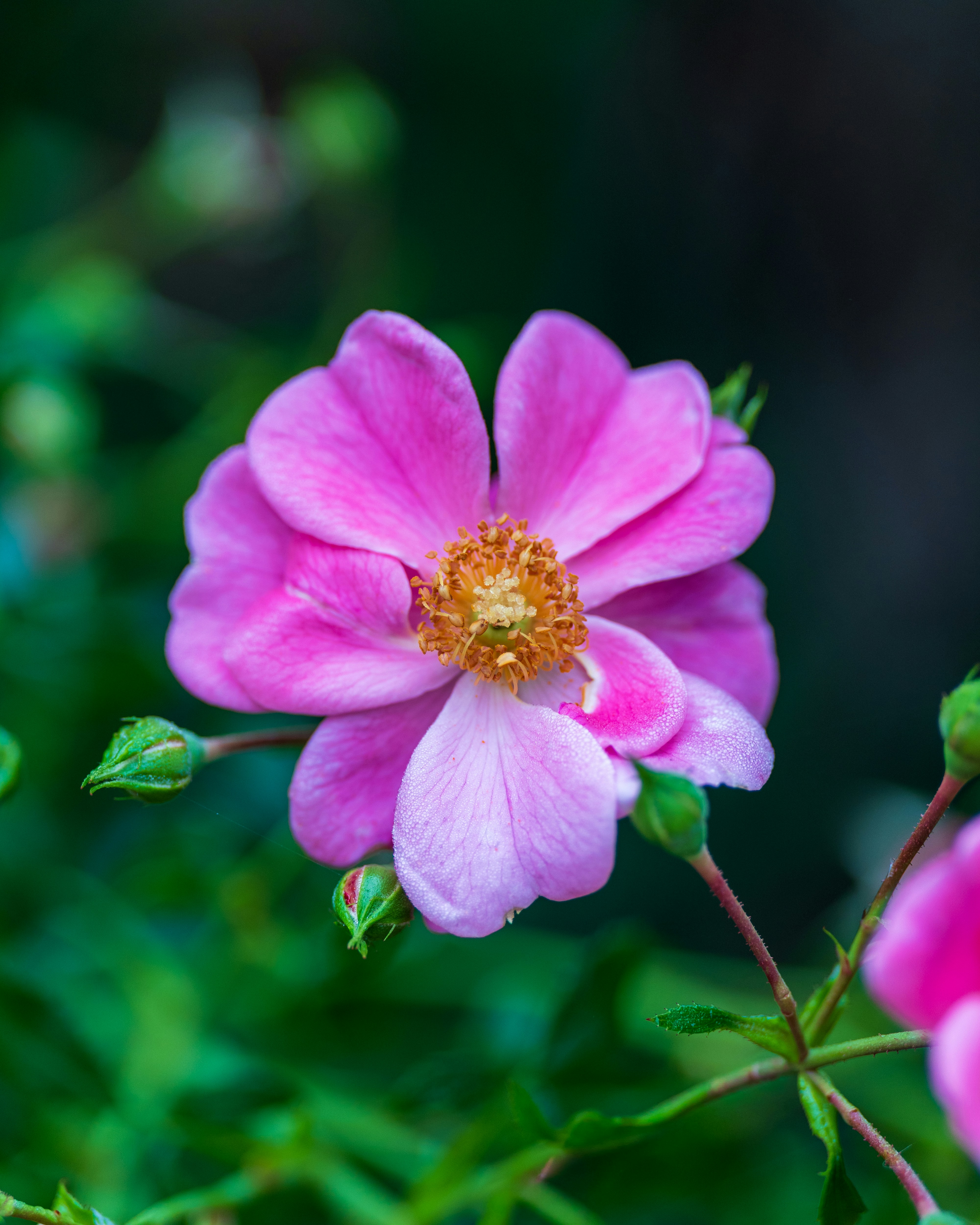 A vibrant pink flower with delicate petals and a golden center, surrounded by lush green foliage.
