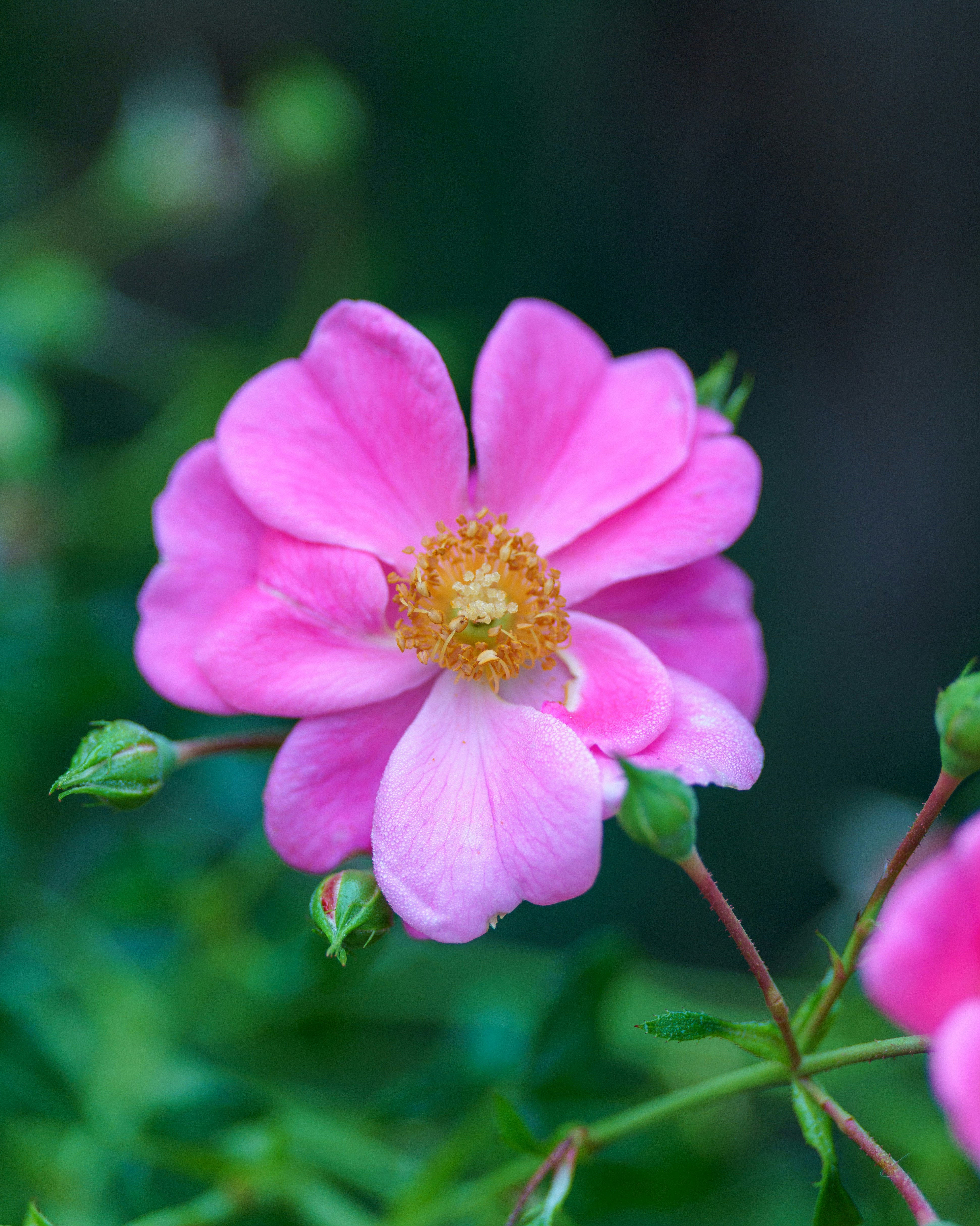 A delicate pink rose with green buds and leaves.