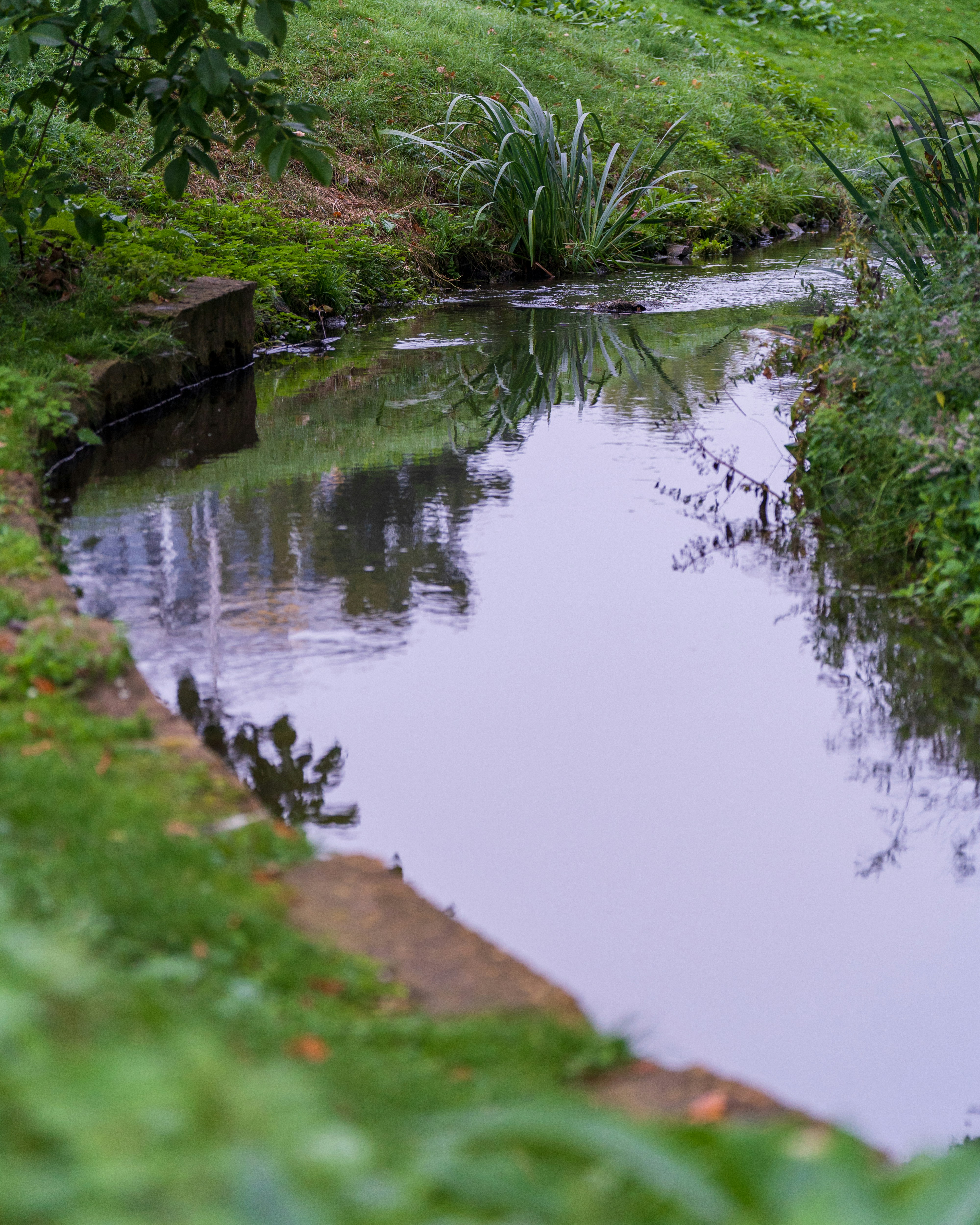 A small stream flows through a lush green forest.
