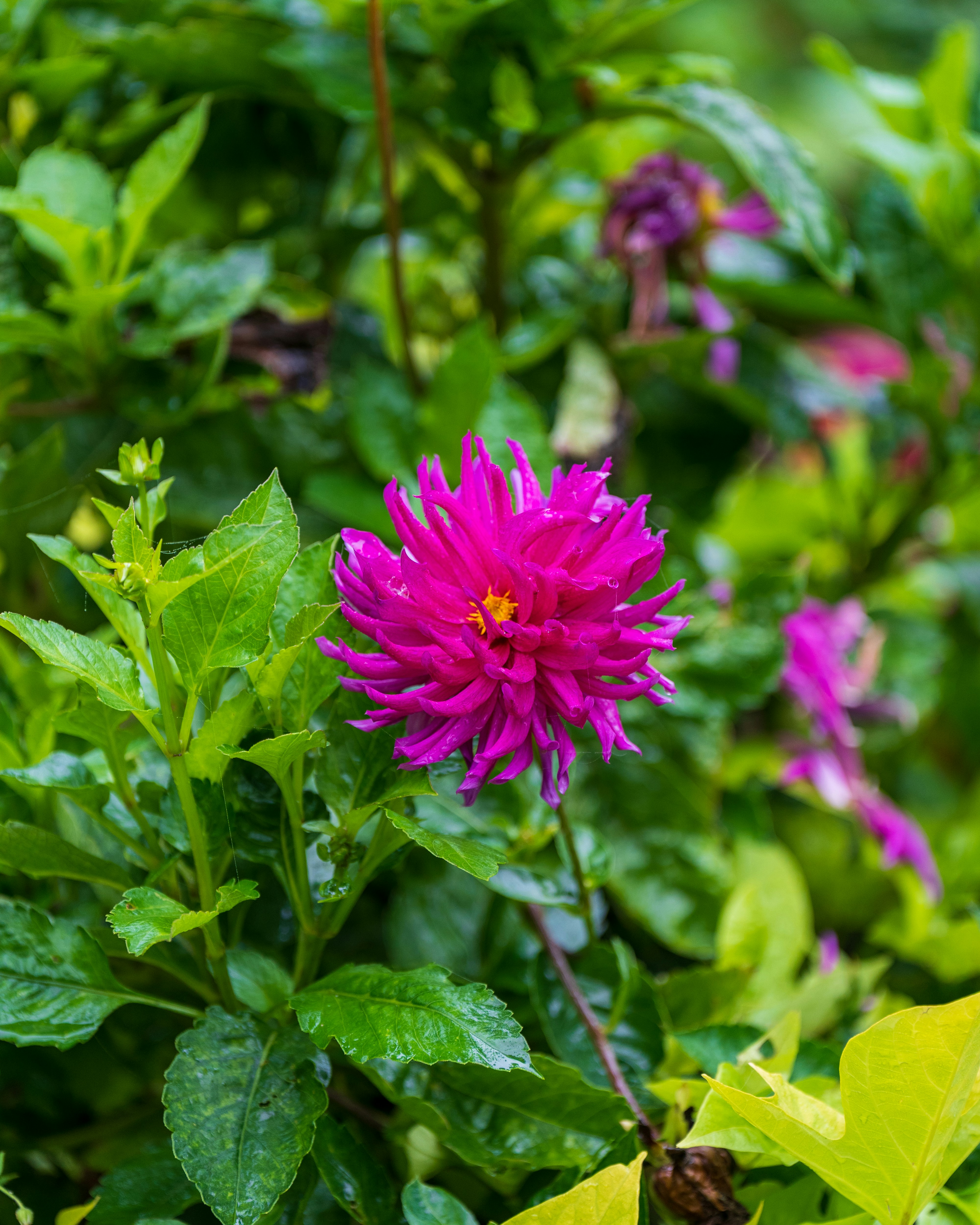 Magenta Dahlia: Color Burst Amid Glossy Garden Leaves