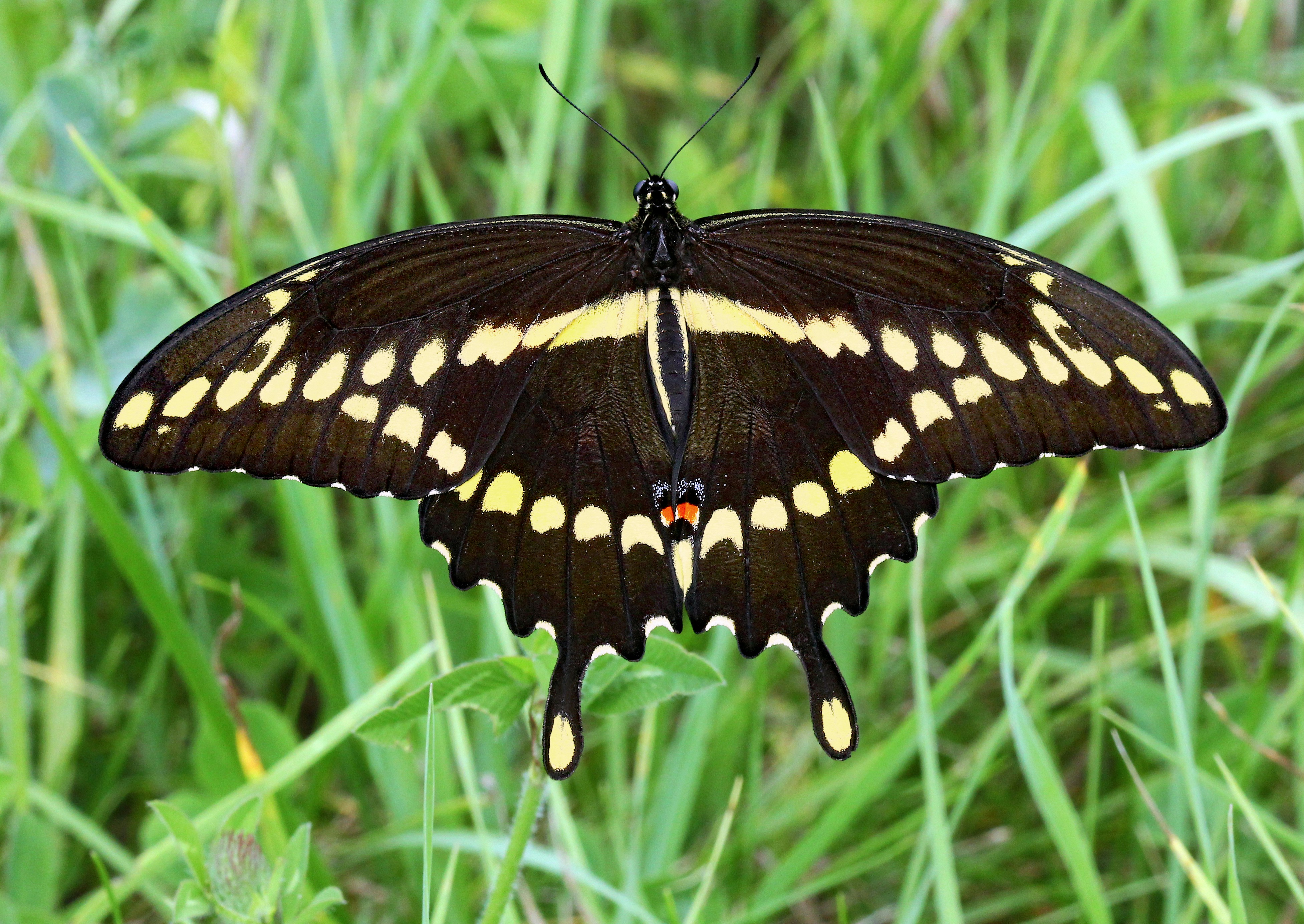 A striking black swallowtail butterfly with vibrant yellow spots rests on lush green grass, showcasing its intricate wing patterns.