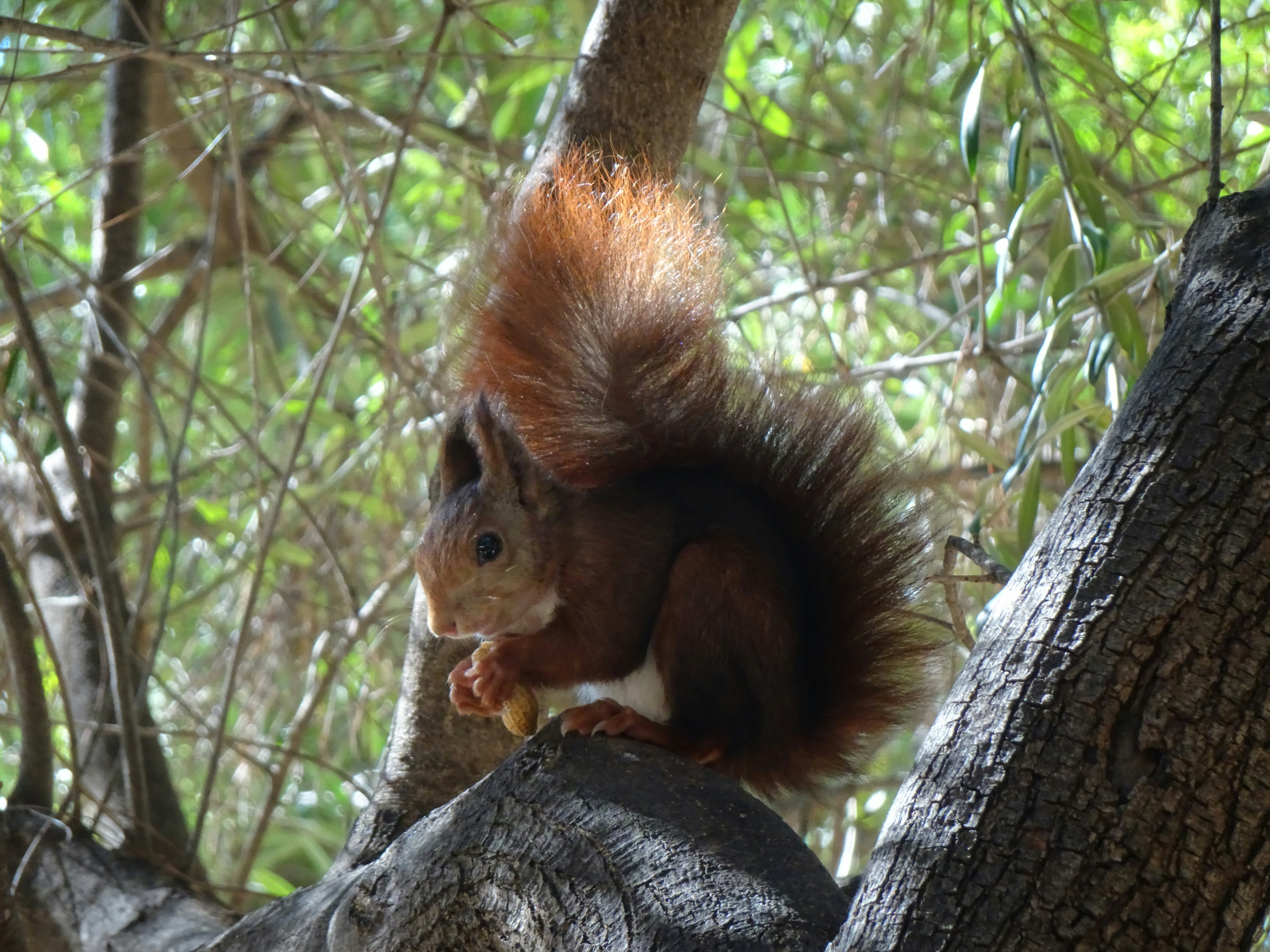 Ardilla roja comiendo un cacahuete. | A squirrel eating on a tree branch