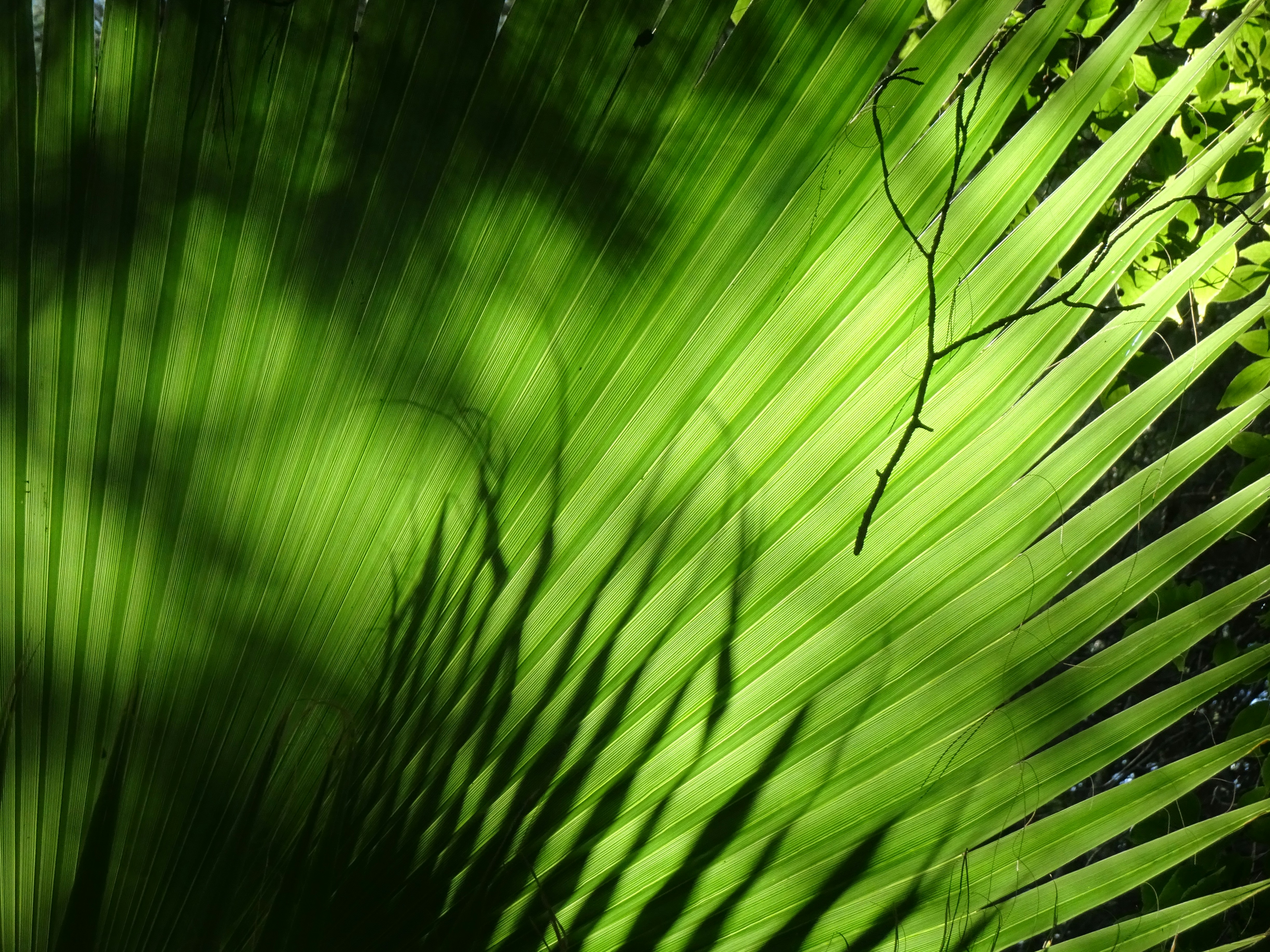 Hoja de palmito a contraluz. | Green palm leaf with dappled sunlight and shadows