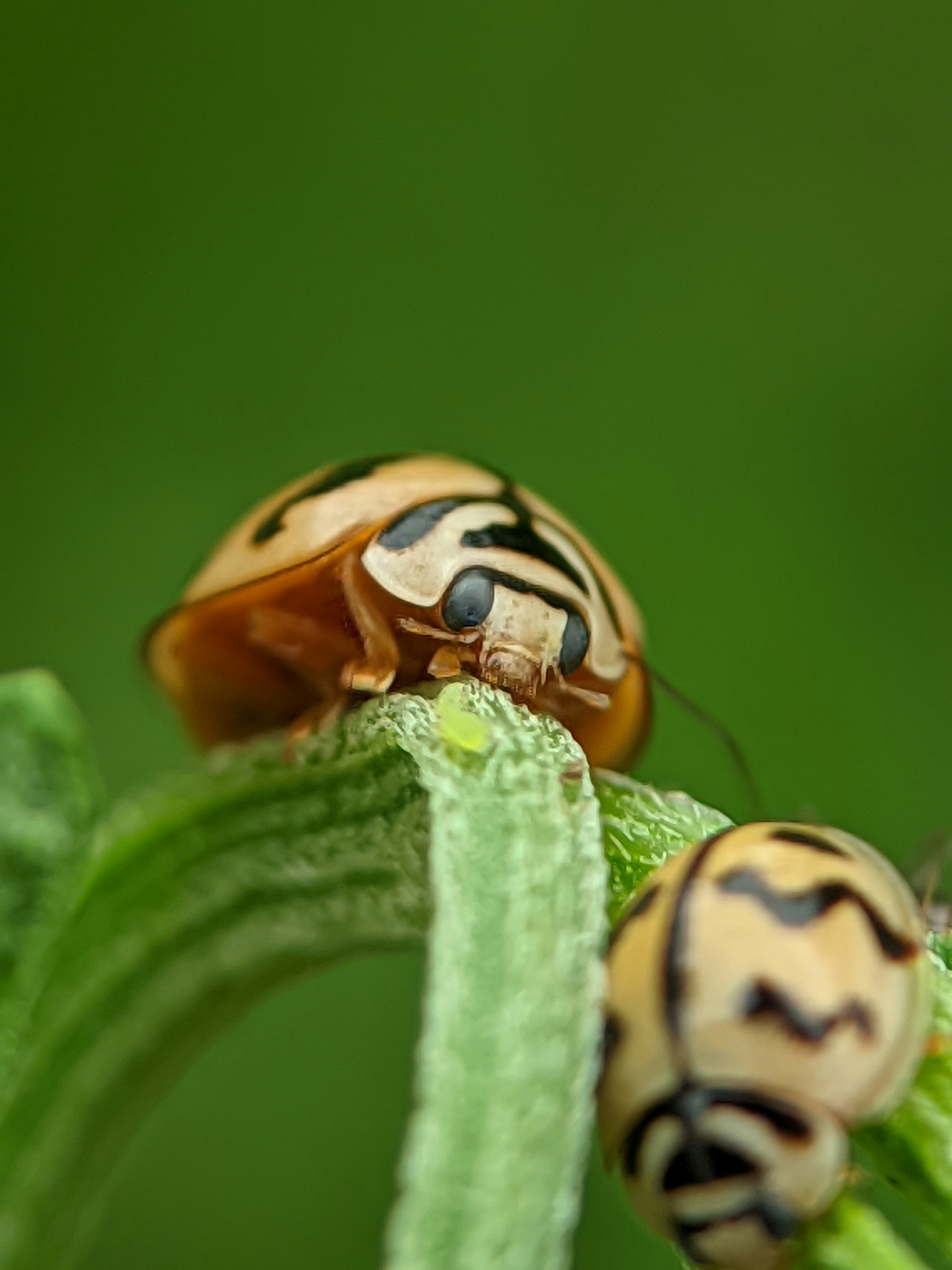 Sample photo from OnePlus 13R