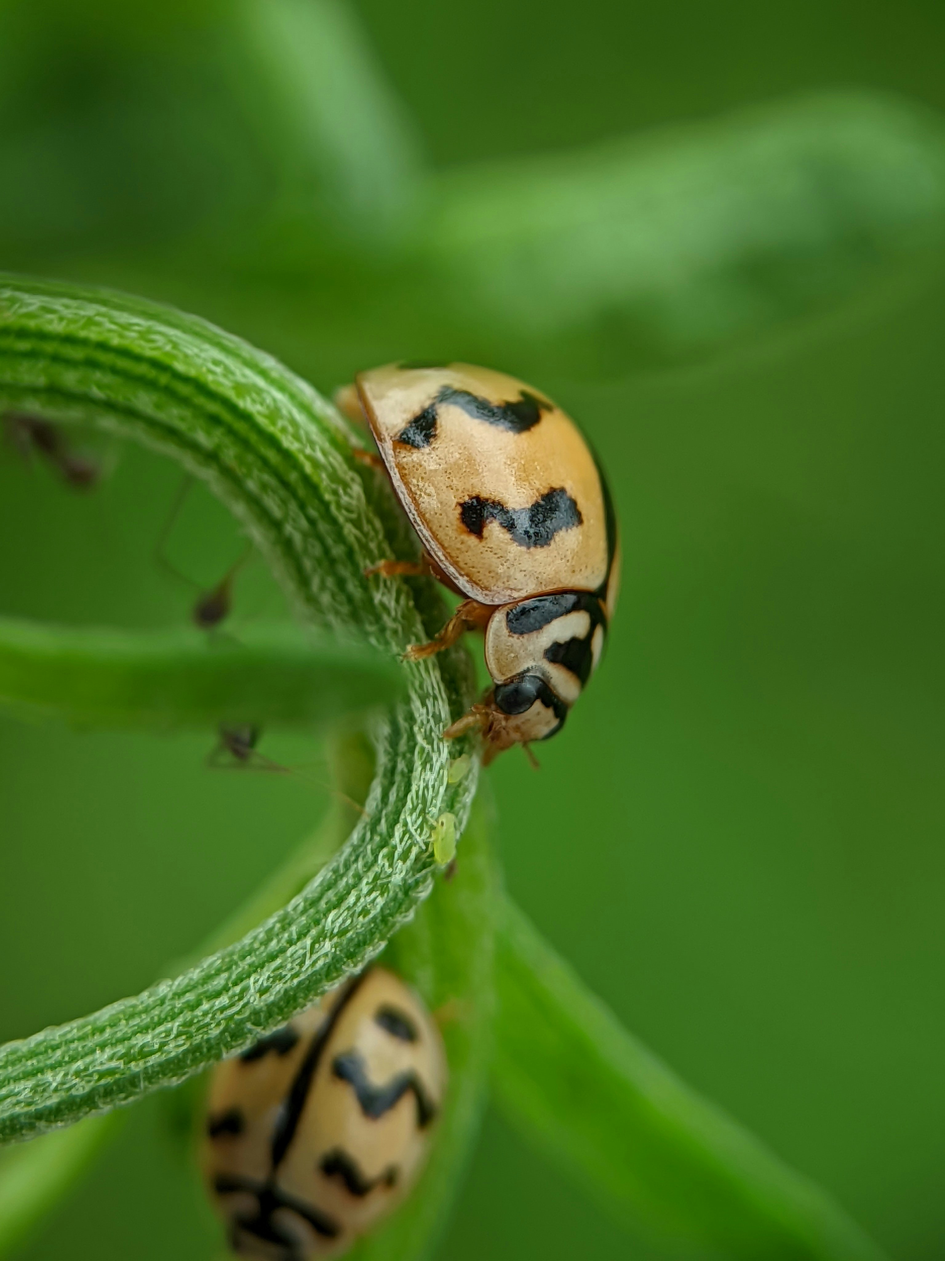A pale ladybug crawls on a green vine.