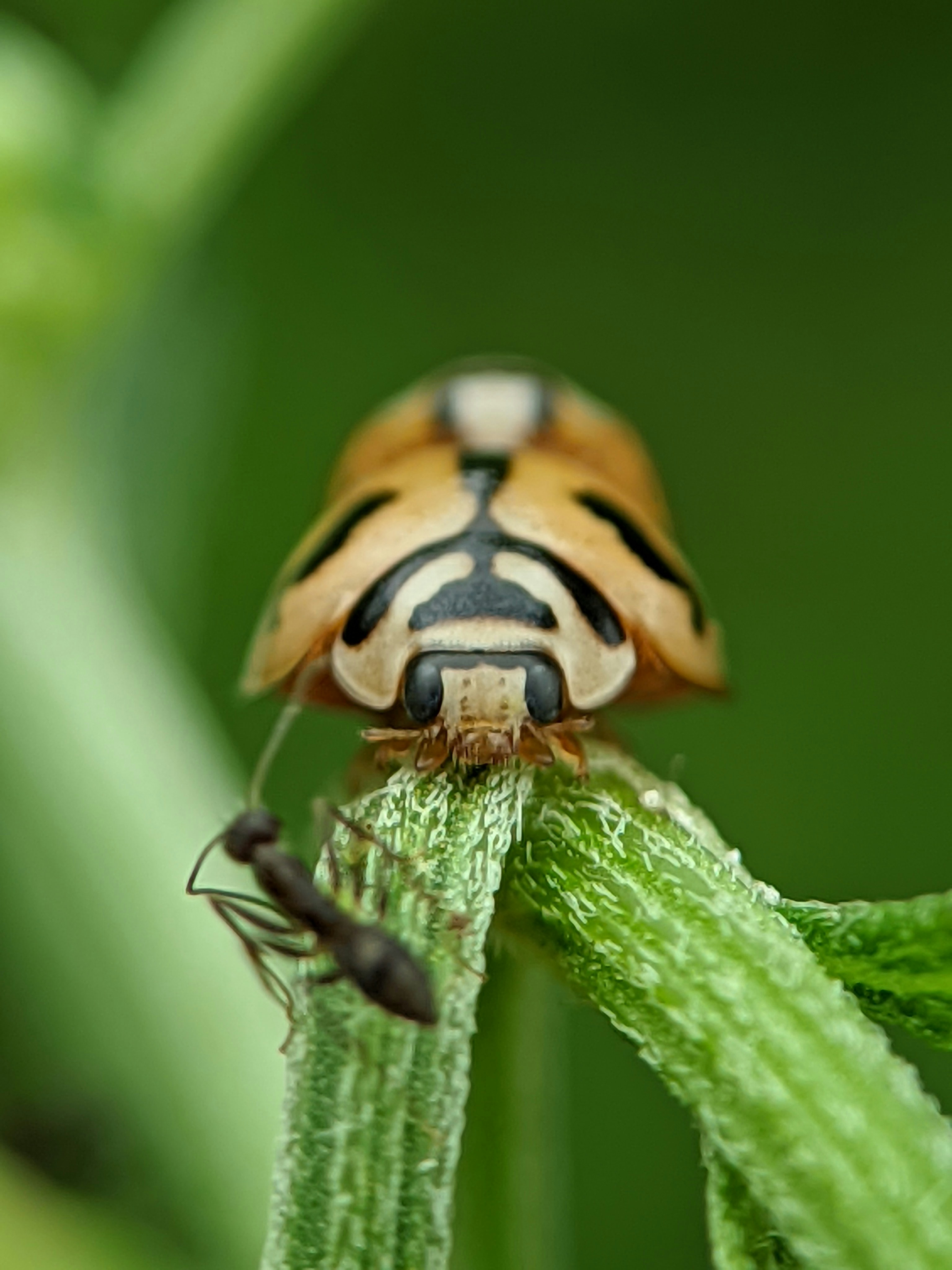 Close-up of a patterned beetle perched on a green stem, with an ant nearby, highlighting the intricate details of nature's small inhabitants.
