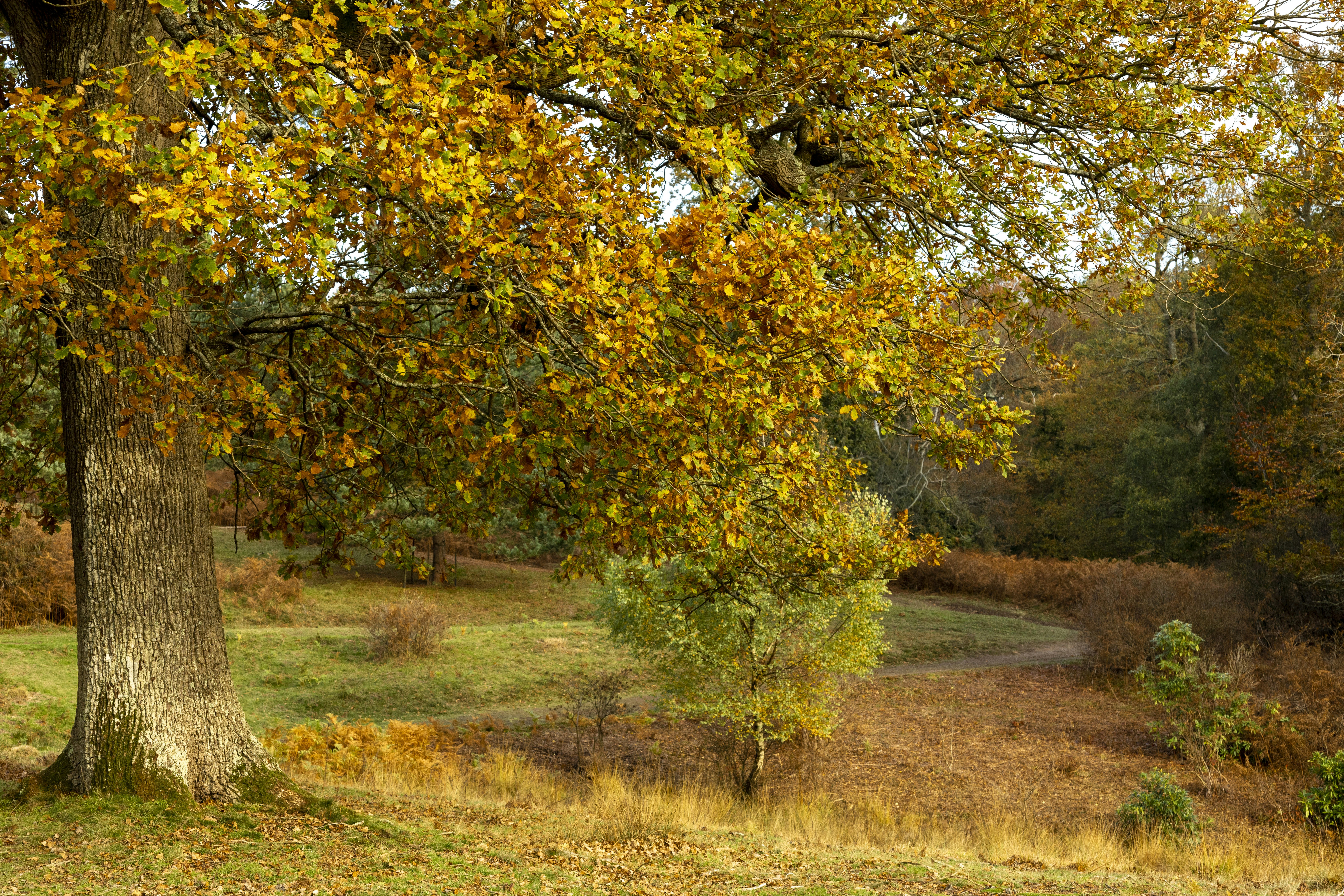 Golden leaves cascade from a sturdy tree, framing a winding path through a tranquil autumn scene. The soft hues of fall foliage create a peaceful atmosphere.