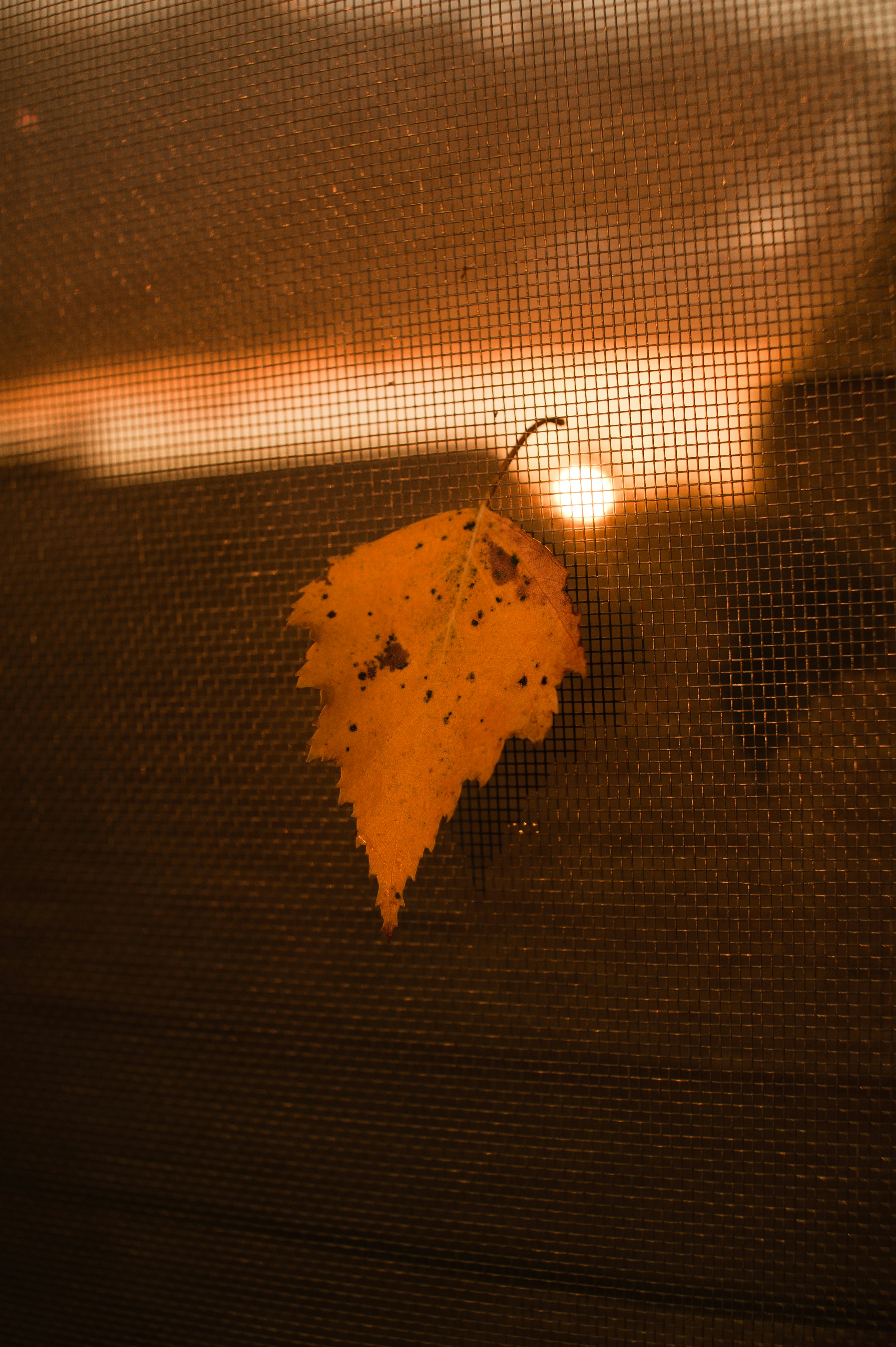 Autumn leaf on a window screen at sunset