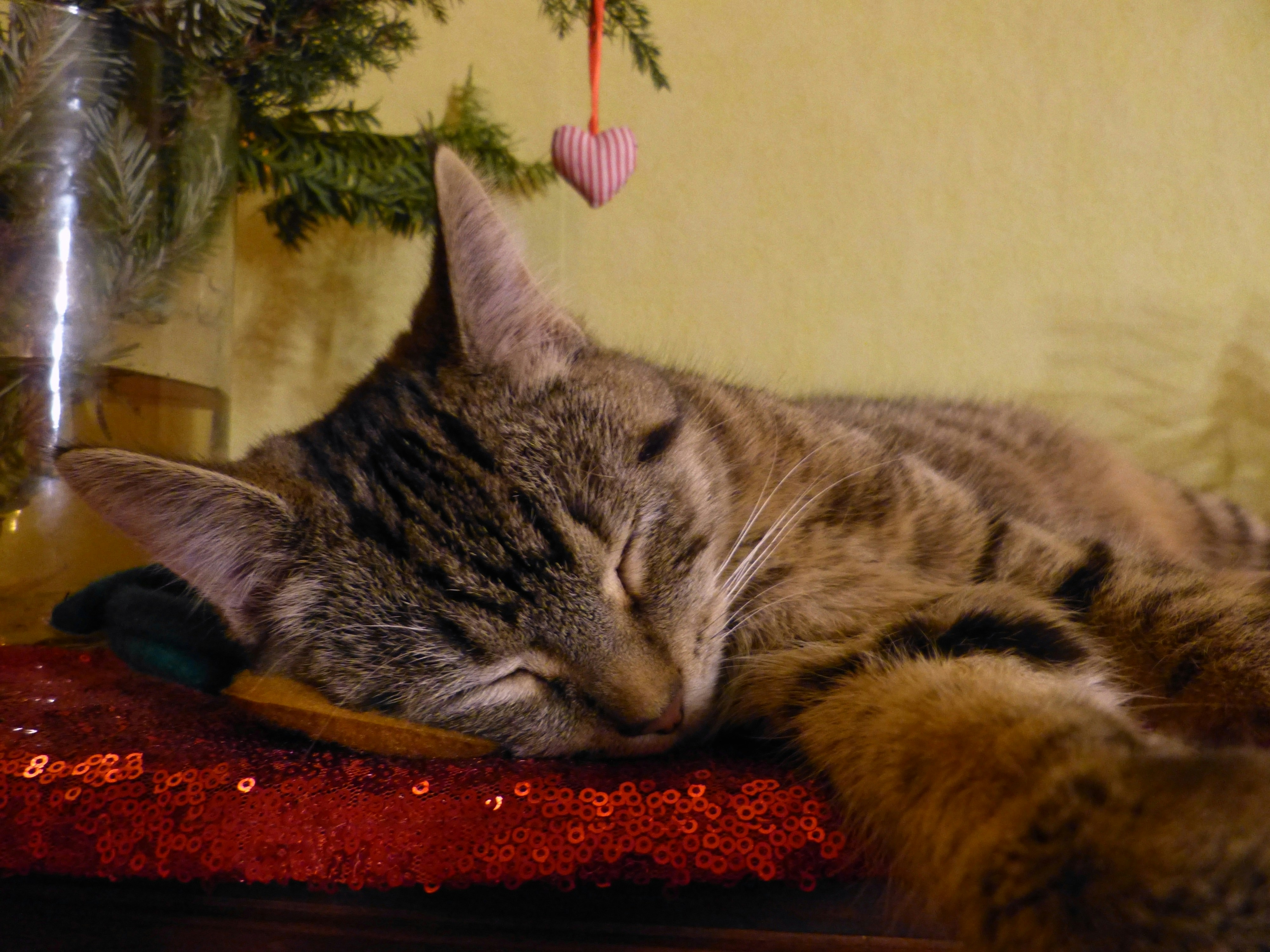 Müdes Kätzchen unterm Weihnachtsbaum | Tabby cat sleeping peacefully near a christmas tree.