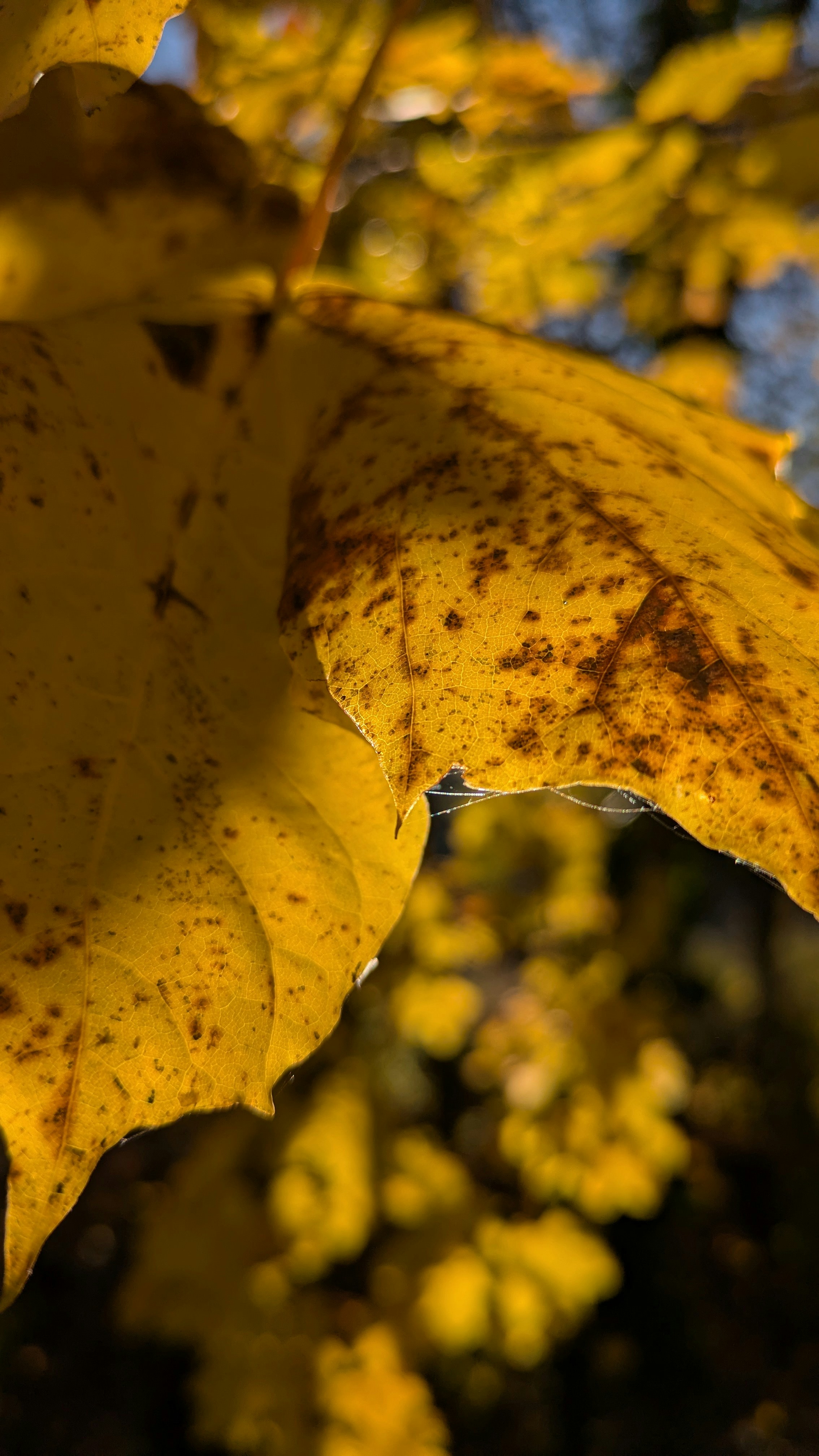 Close-up of yellow autumn leaves with brown spots.