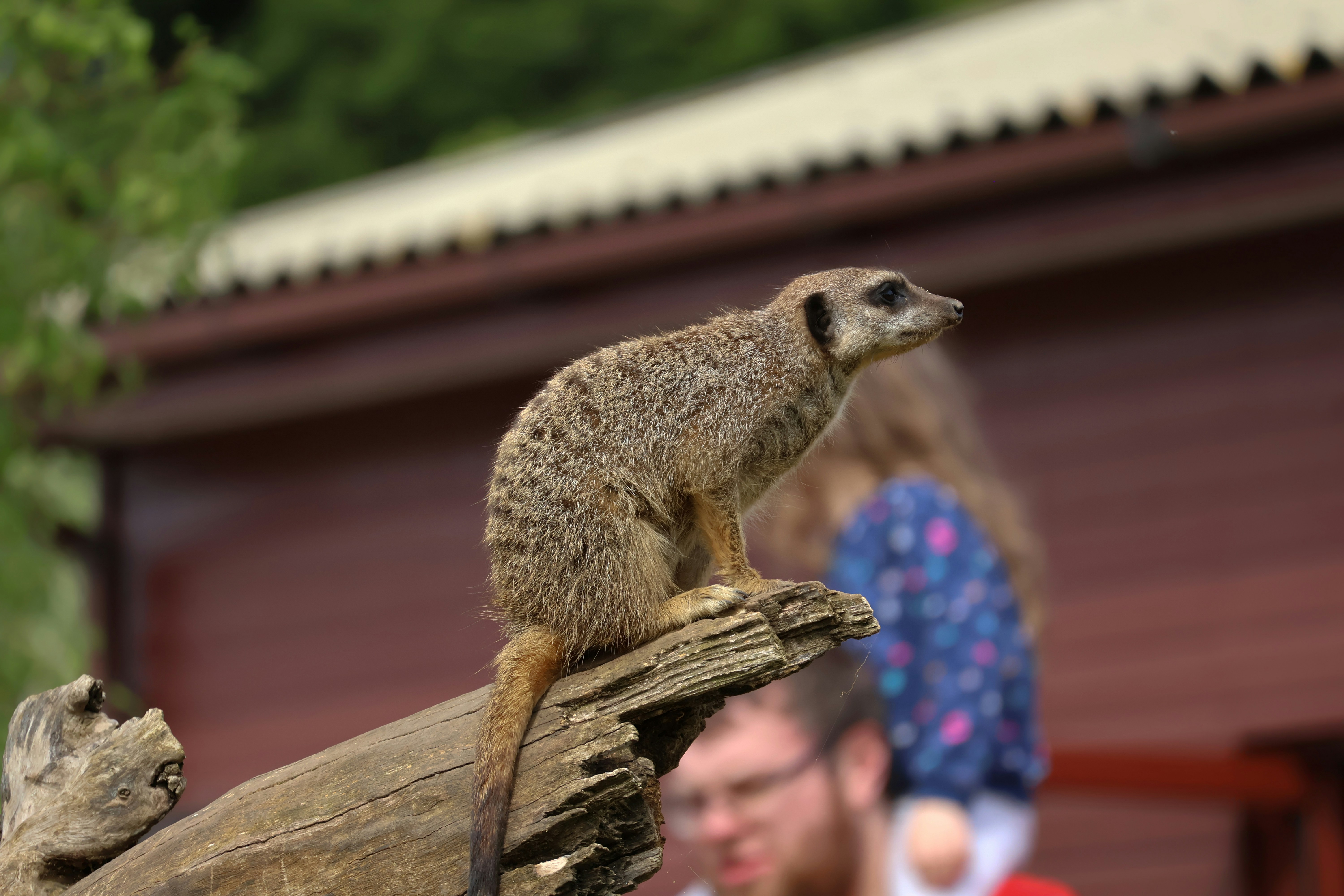 A meerkat perched on a wooden log, surveying its surroundings with keen awareness. The background features blurred figures, enhancing the meerkat's focus.