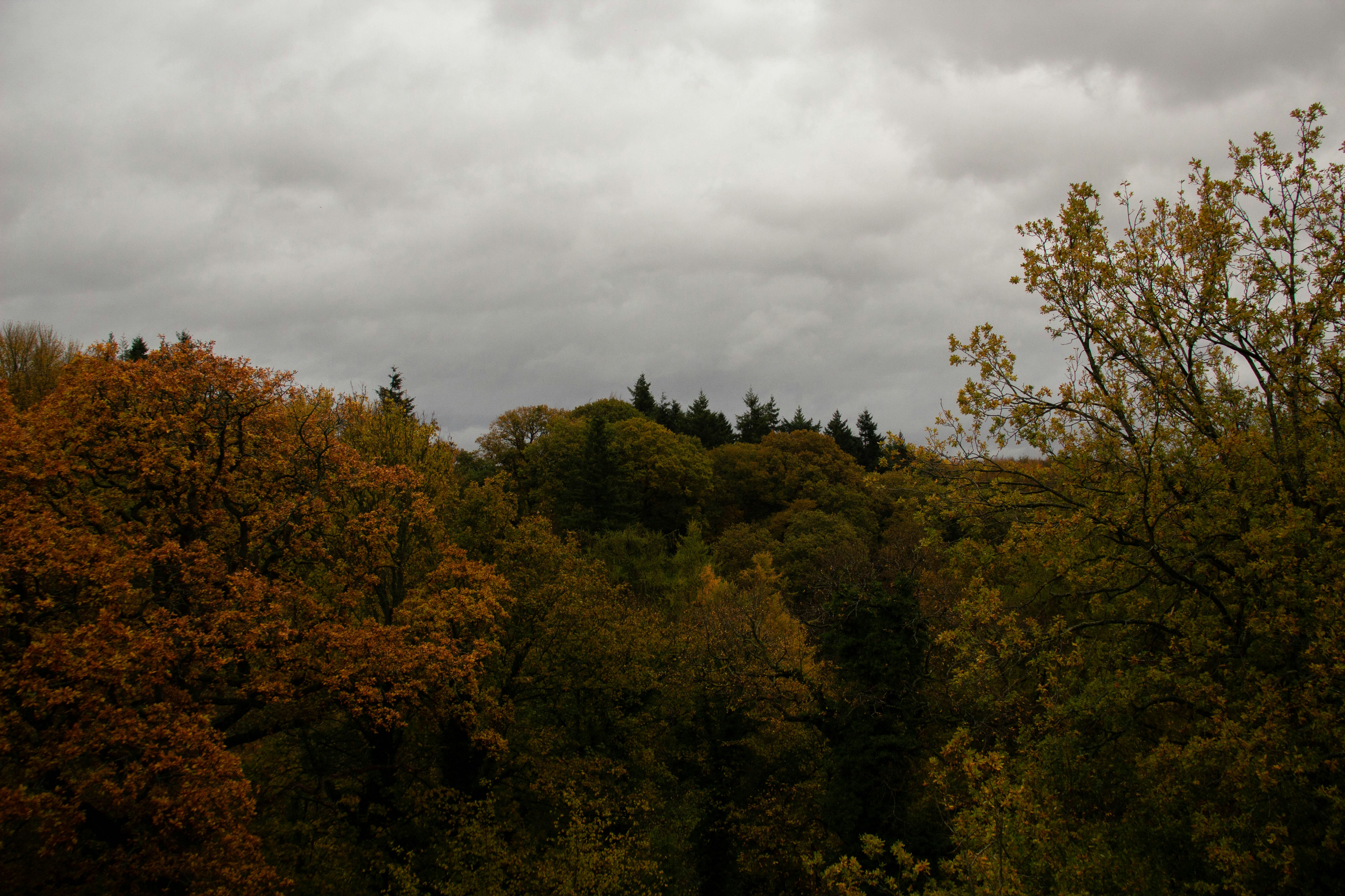 Autumn trees under a cloudy sky