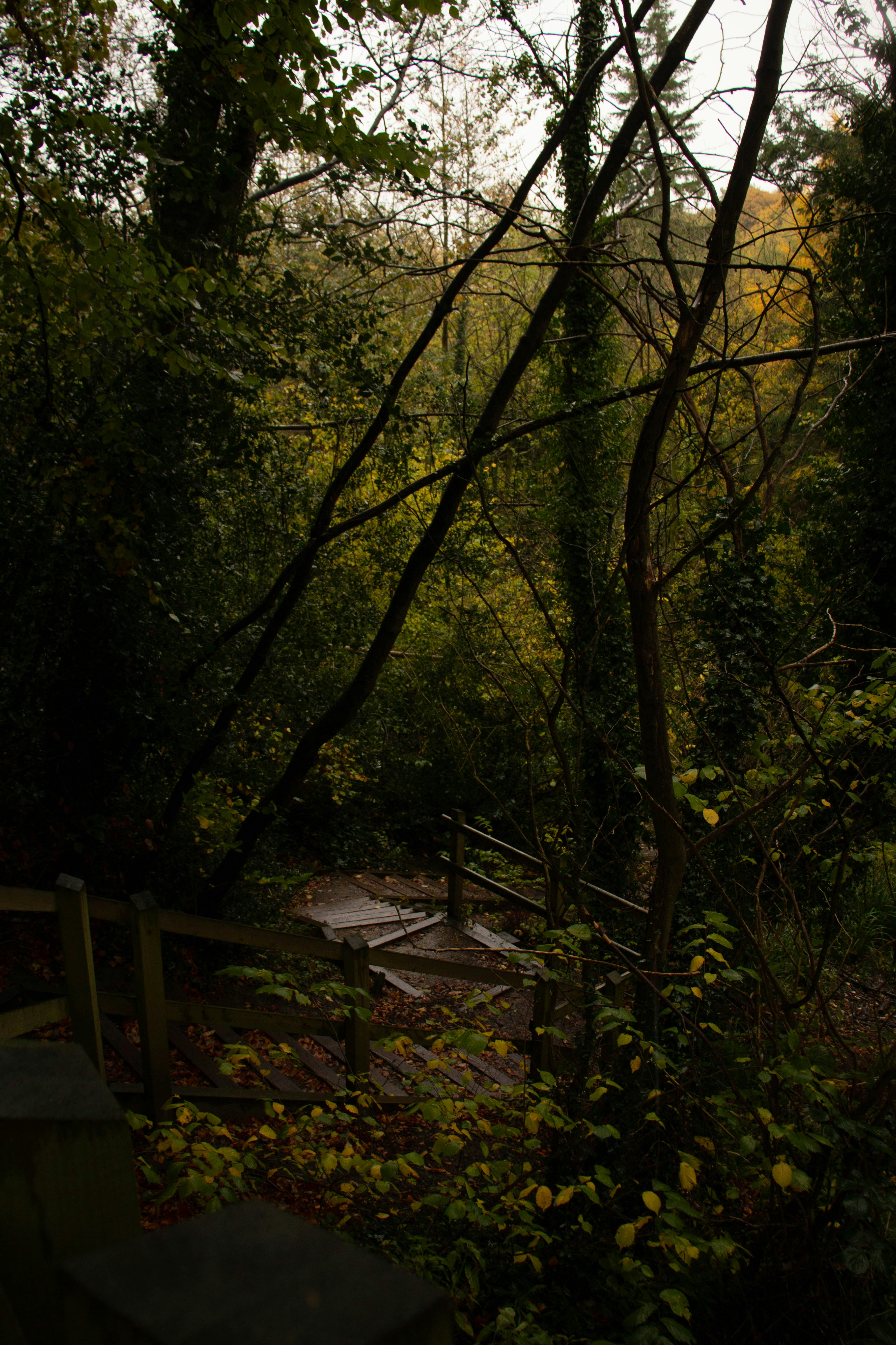 Wooden steps leading down into a dense forest