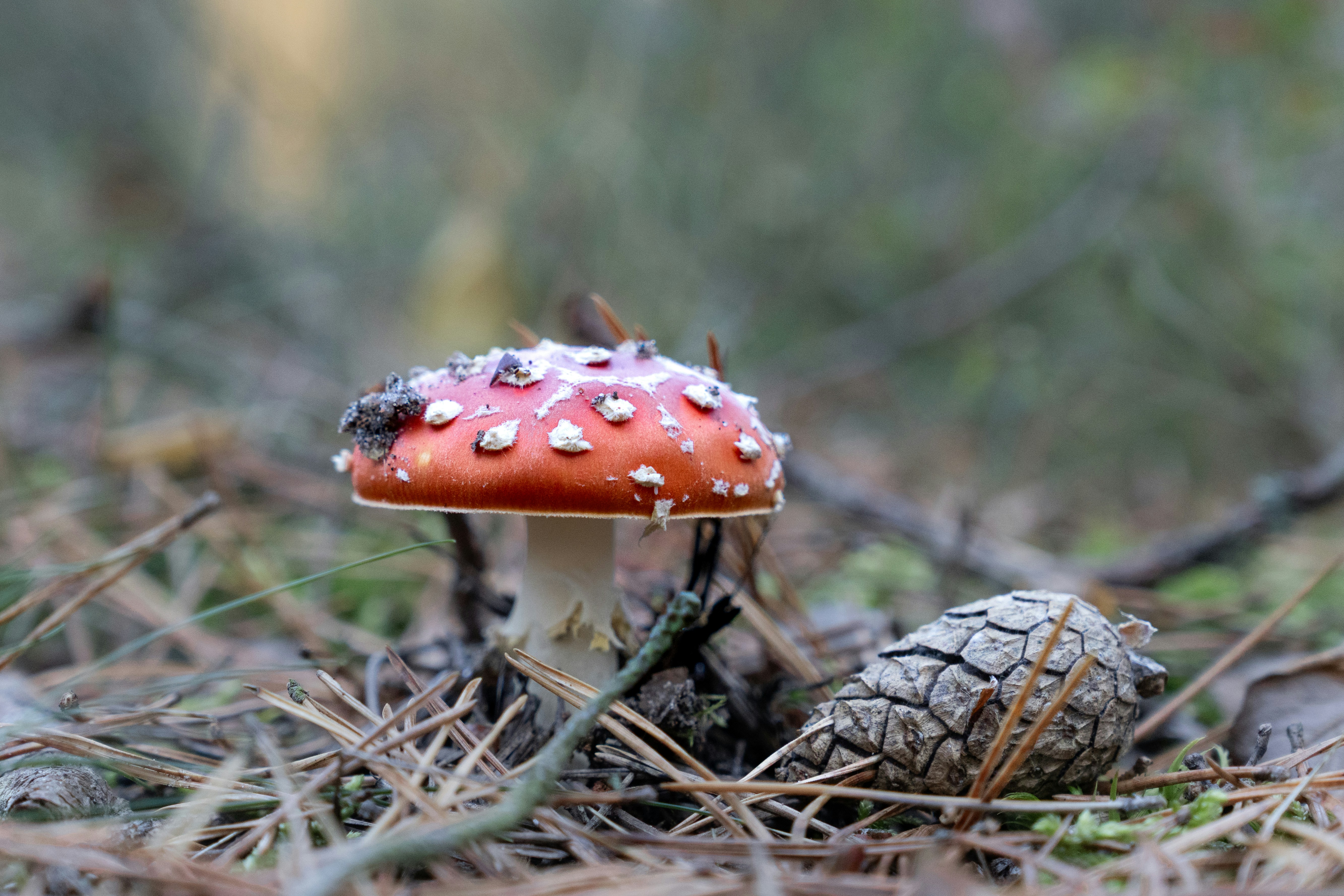 Whimsical Wonders of the Forest Floor