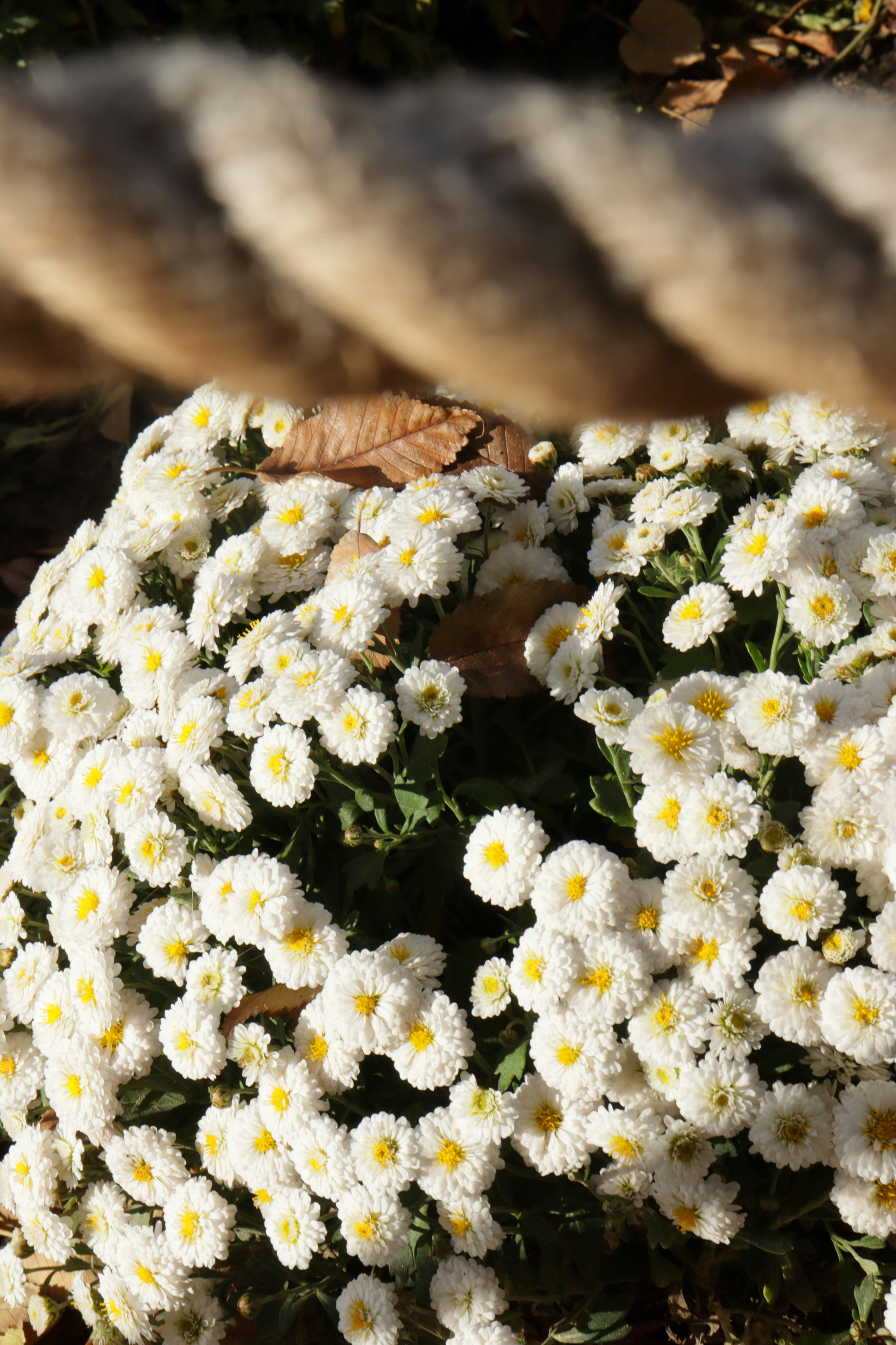 Whispers of Autumn: A Floral Embrace