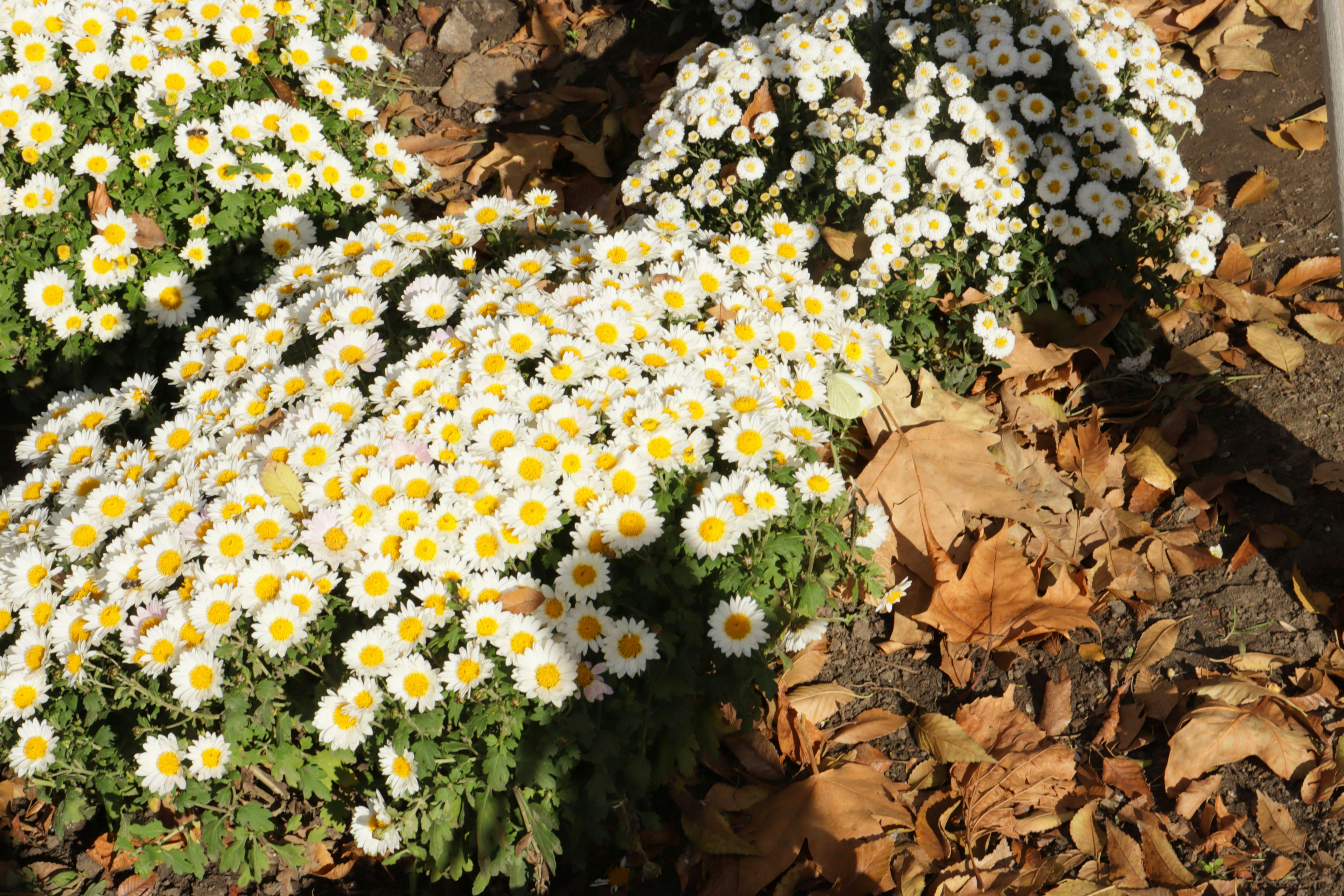 A Floral Tapestry Amid Autumn's Embrace