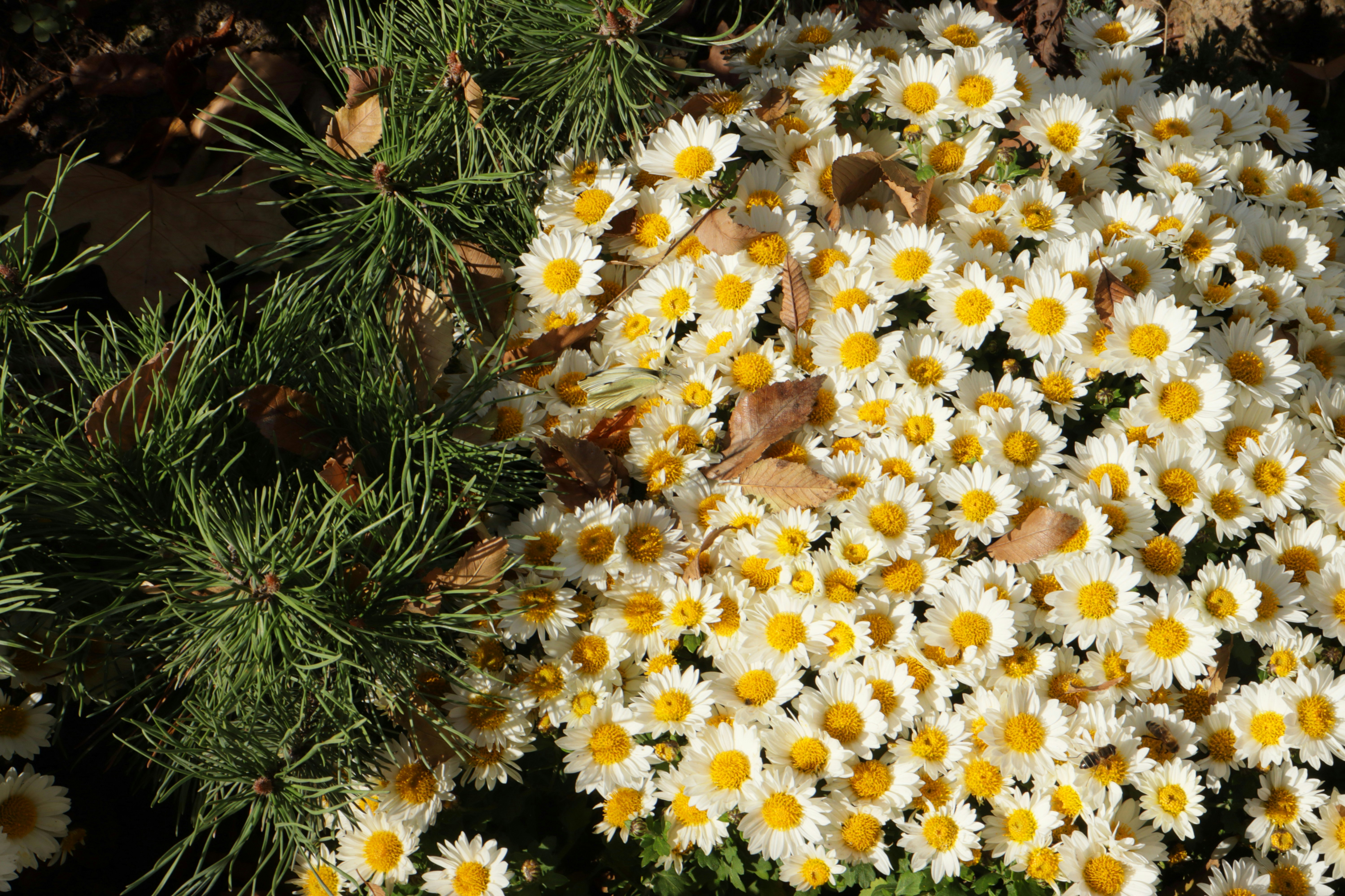 Sun-kissed daisies spill across a pine-needle border