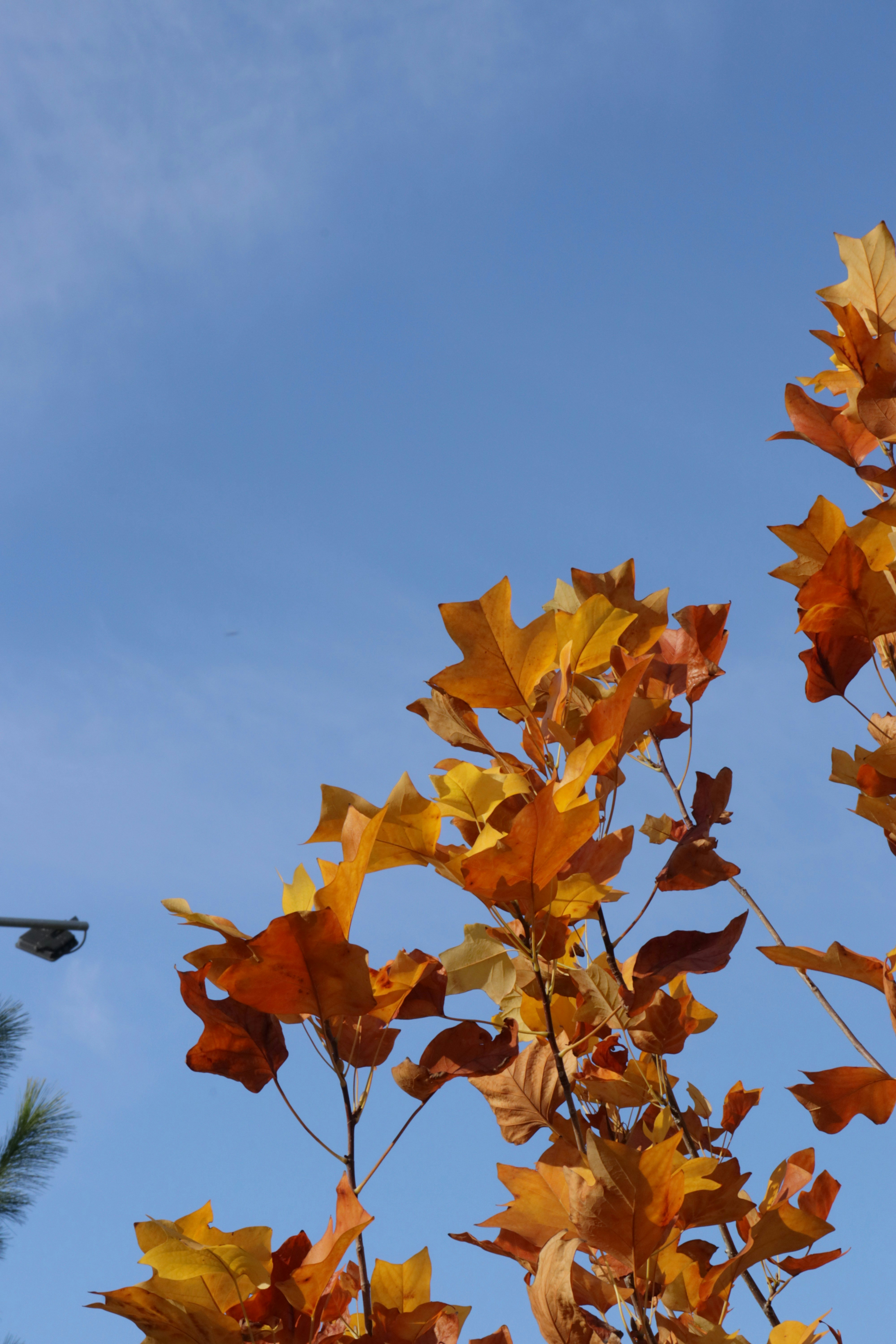 Copper Canopy: Autumn Leaves Reach for a Cerulean Sky