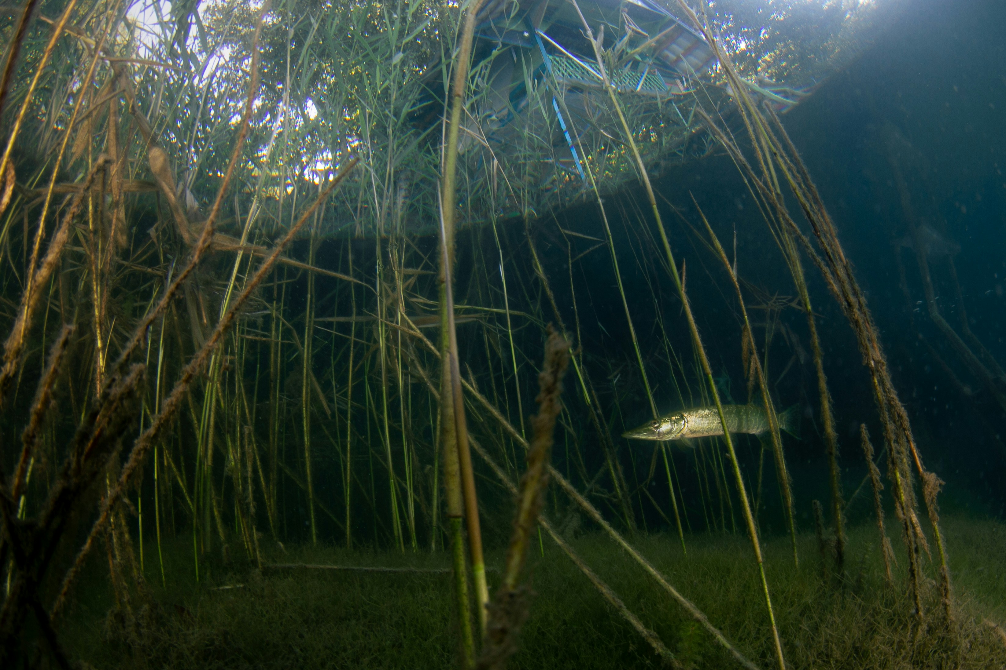 A freshwater pike hunts underwater, moving stealthily through dense lake weeds in search of its next meal. | A pike swims among reeds underwater