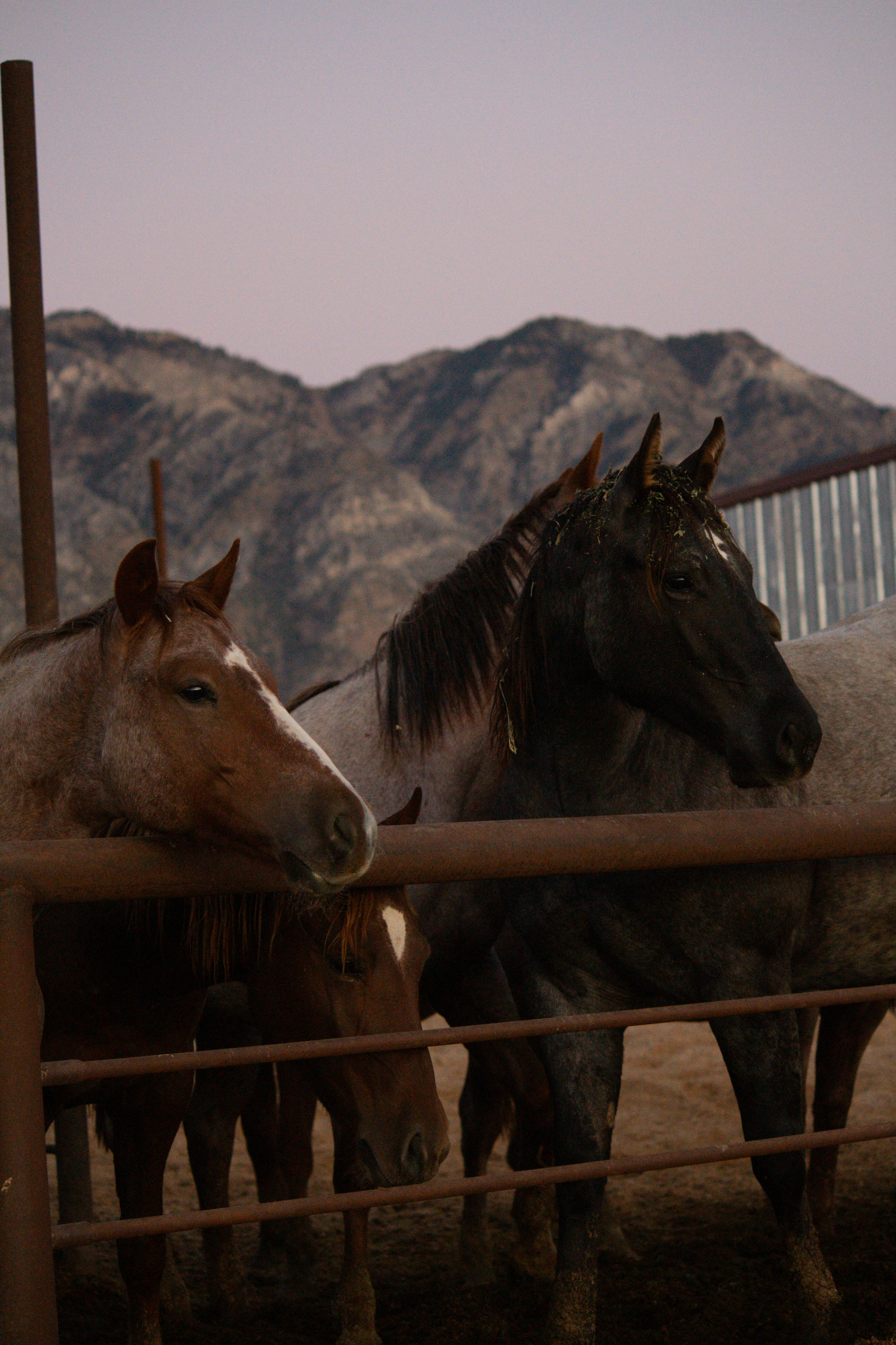 Equine Companionship Against a Mountain Backdrop
