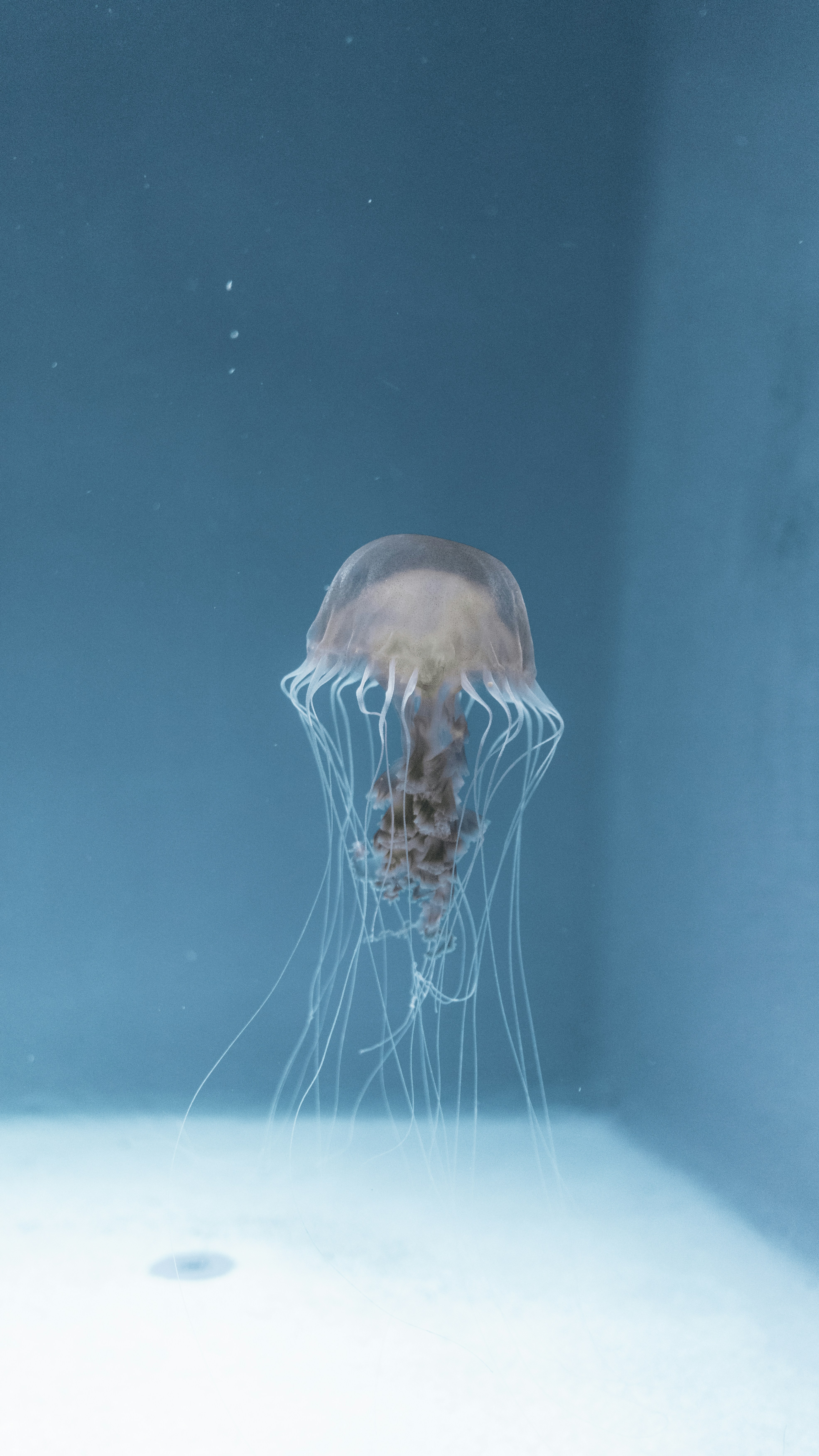 Translucent Bell and Neon Threads: Jellyfish in a Blue Aquarium