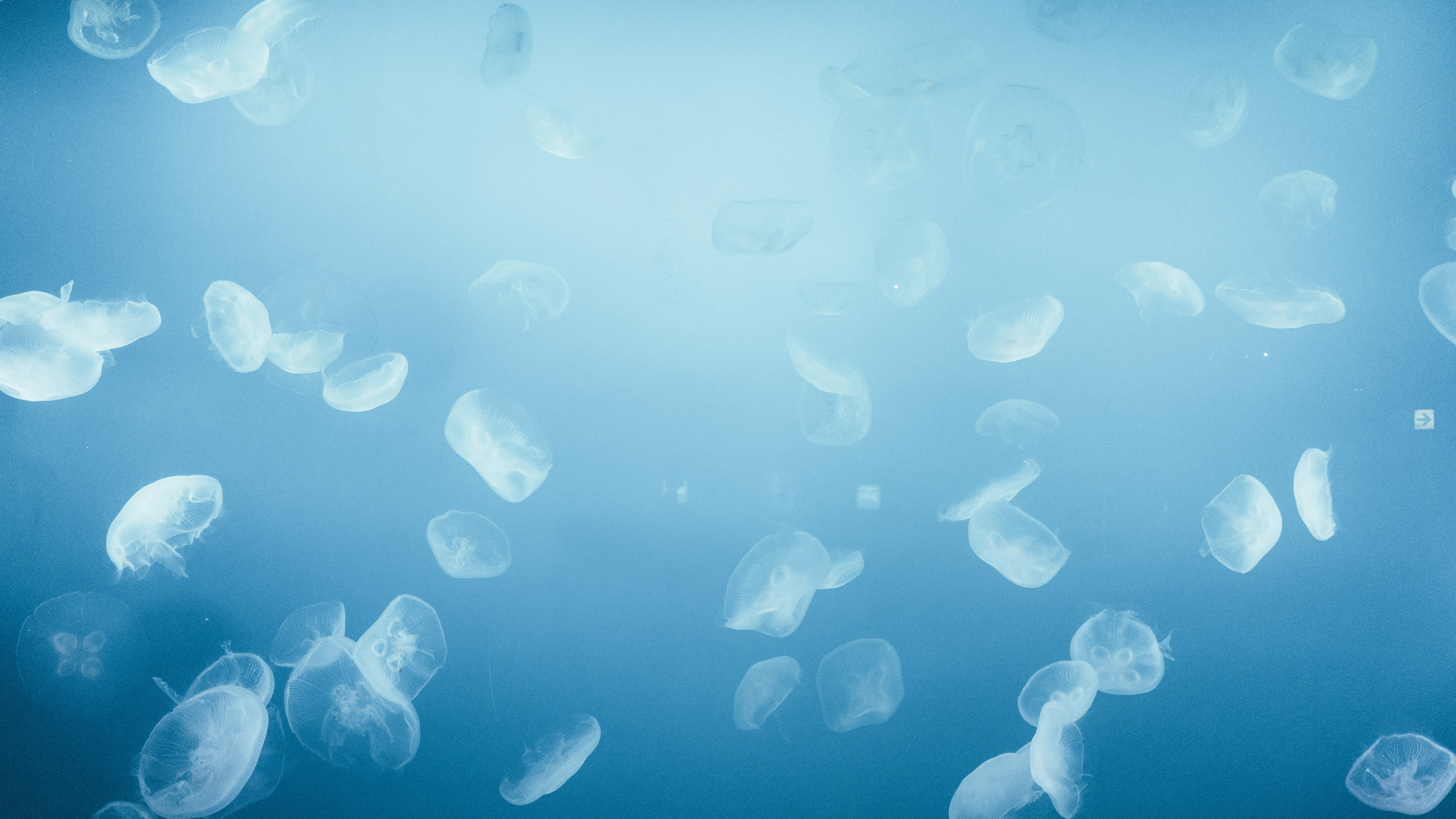 Jellyfish Drift in a Cerulean Ocean