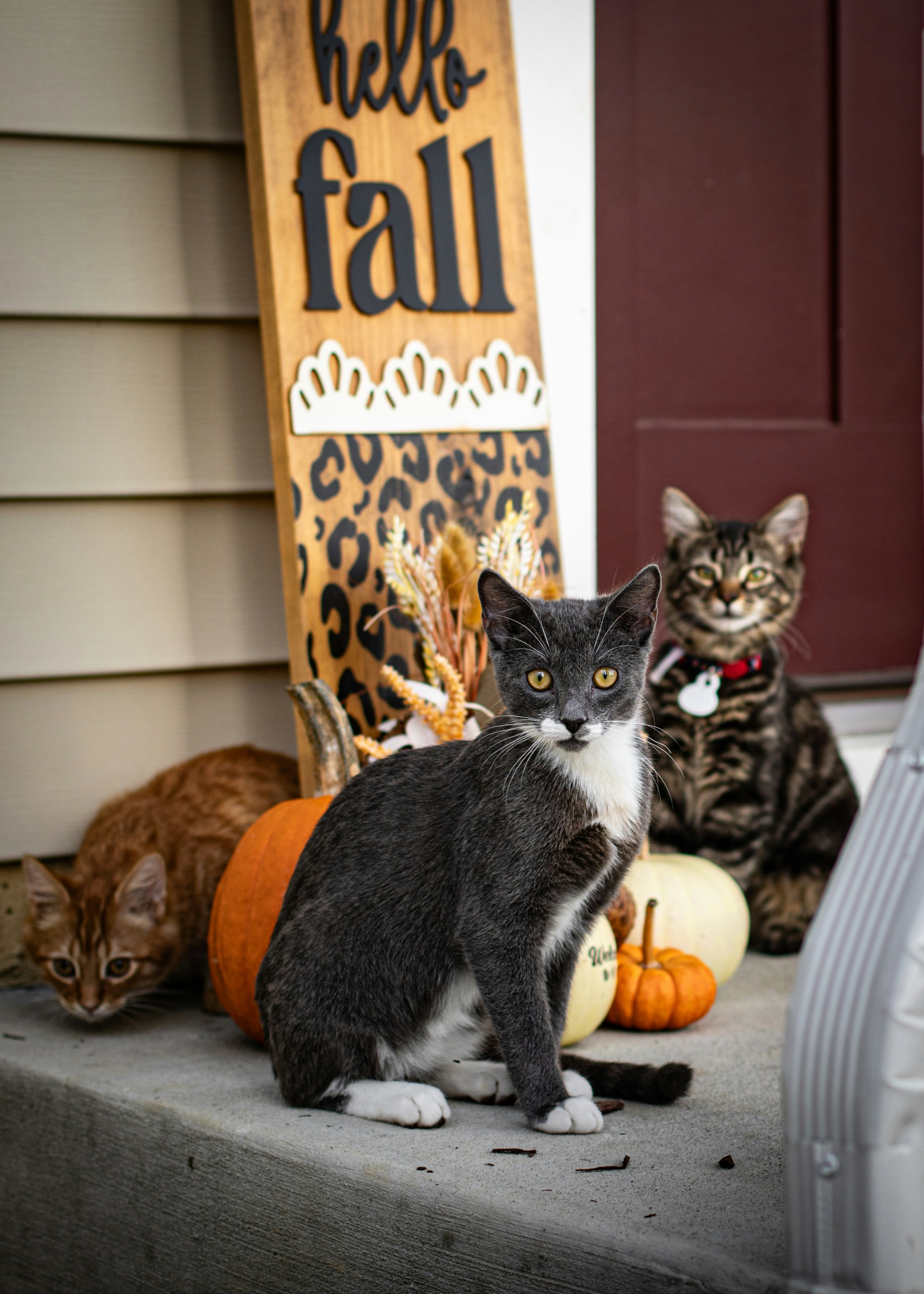 Three cats with fall decorations on a porch. photo – Free Cat Image on ...